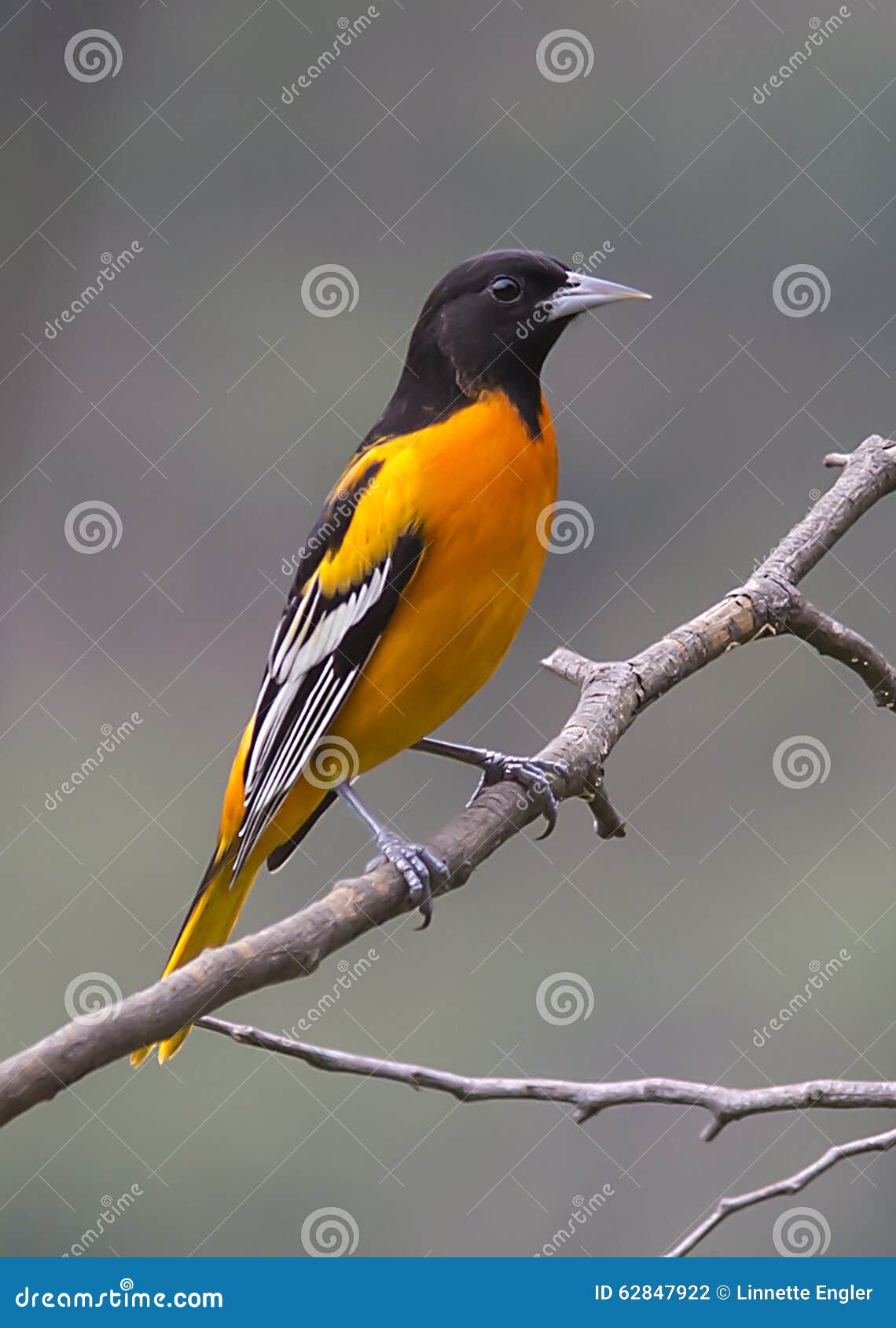 Beautiful Male Baltimore Oriole Stock Photo - Image of black, perched ...