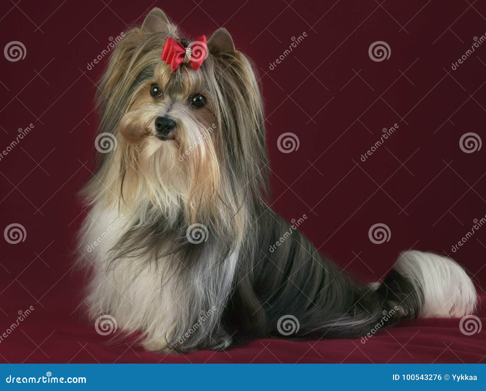 Beautiful Male Beaver Yorkshire Terrier with Bow Stock Photo - Image of ...