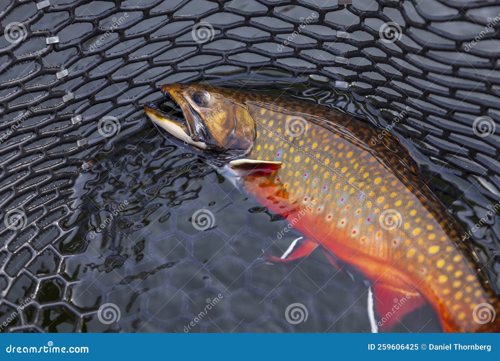 Beautiful Male Brook Trout in Spawning Colors in a Landing Net Stock ... Beautiful Male Brook Trout in Spawning Colors in a Landing Net Stock ...