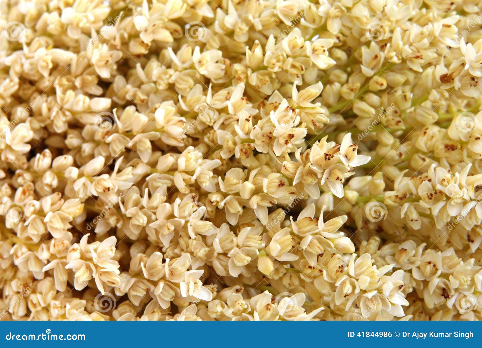 Beautiful Male Dates Flowers Stock Photo - Image of arabian, closeup ...