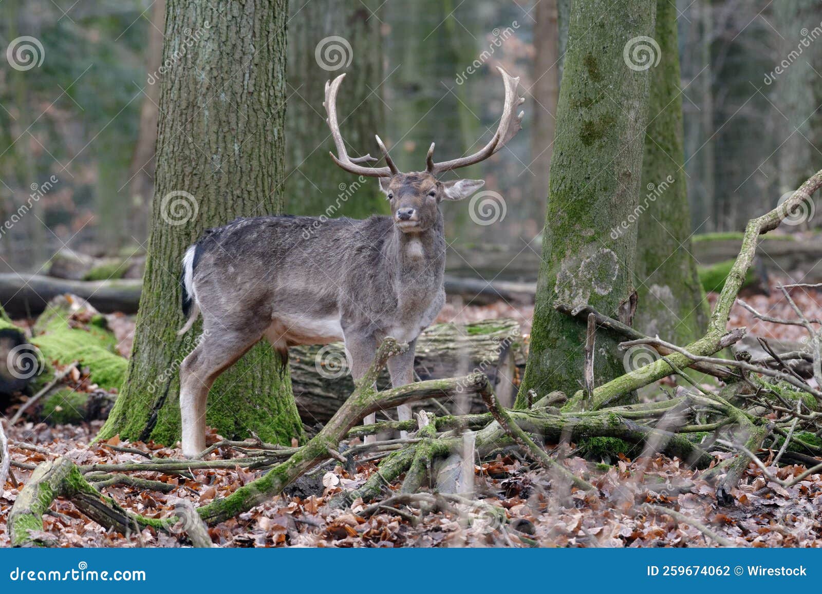 Beautiful Male Deer in the Middle of the Forest Stock Photo - Image of ...