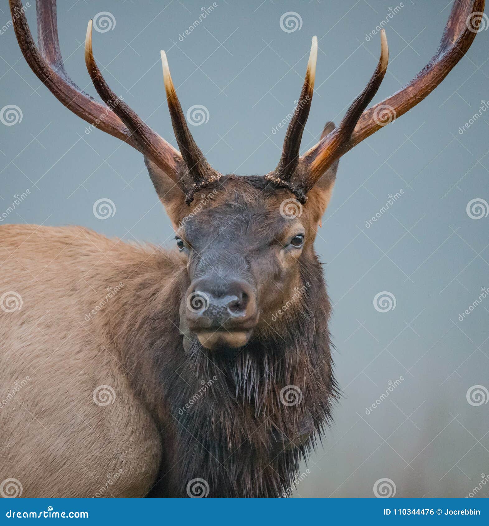 Beautiful Male Elk in Profile Stock Photo - Image of herd, fall: 110344476