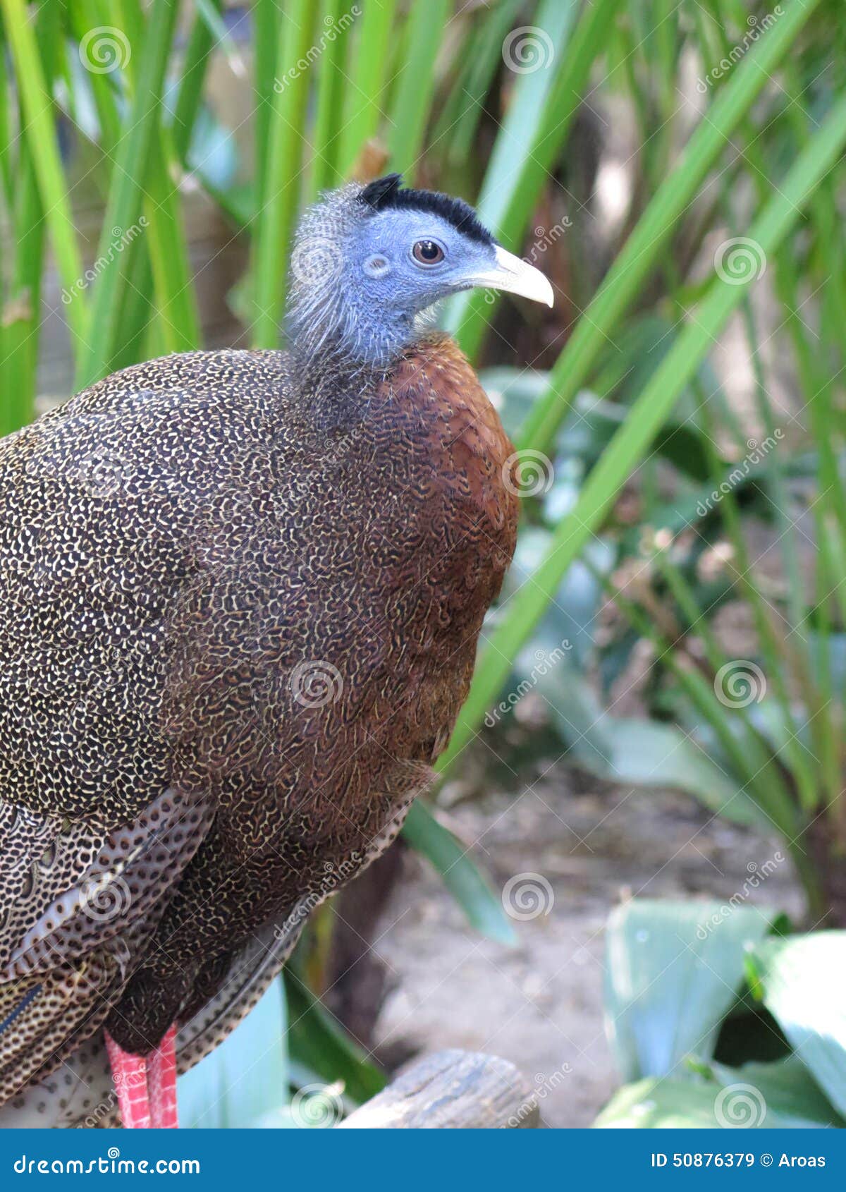 Beautiful male Great Argus stock image. Image of beak - 50876379