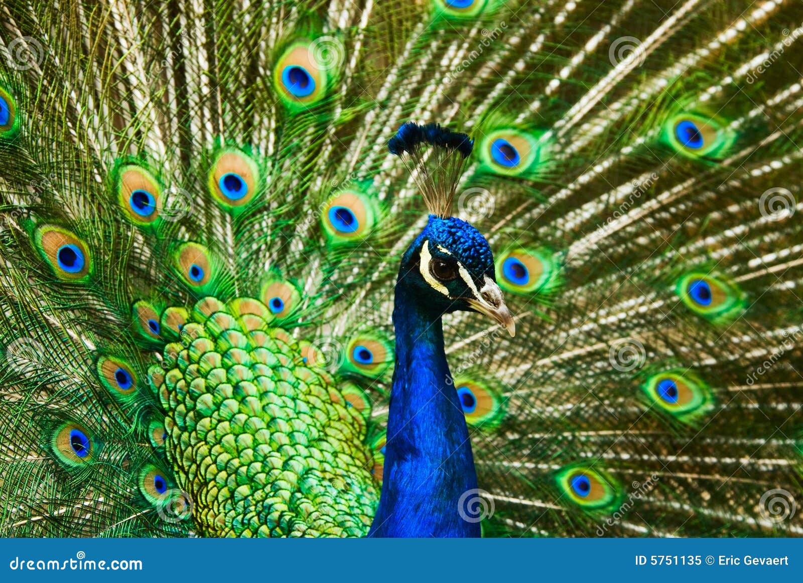 Beautiful Male Indian Peacock Stock Image - Image of decorative, beak ...
