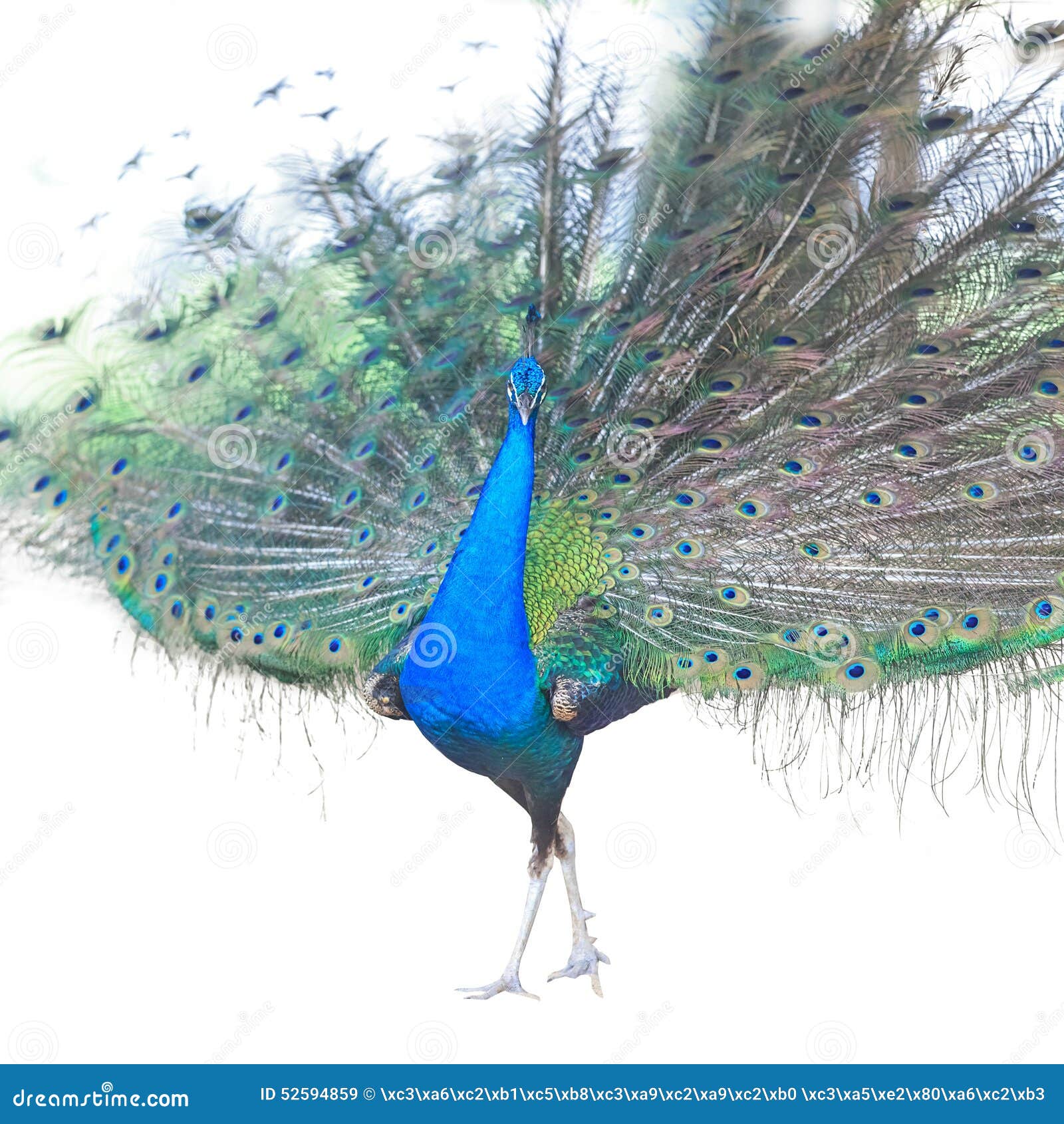 Beautiful Male Indian Peacock Displaying Tail Feathers Isolated on ...