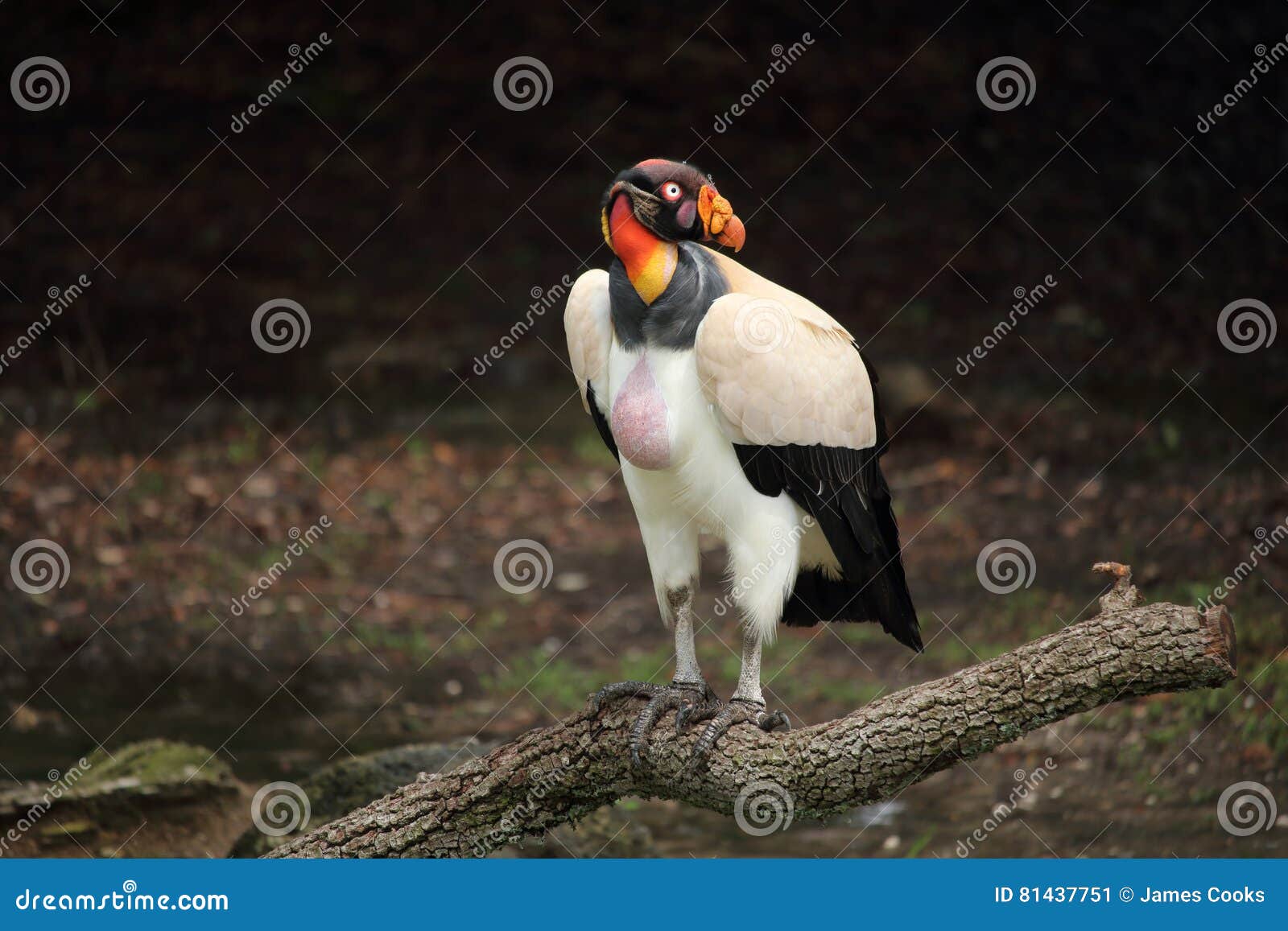 Beautiful Male King Vulture Stock Image - Image of buzzard, bird: 81437751