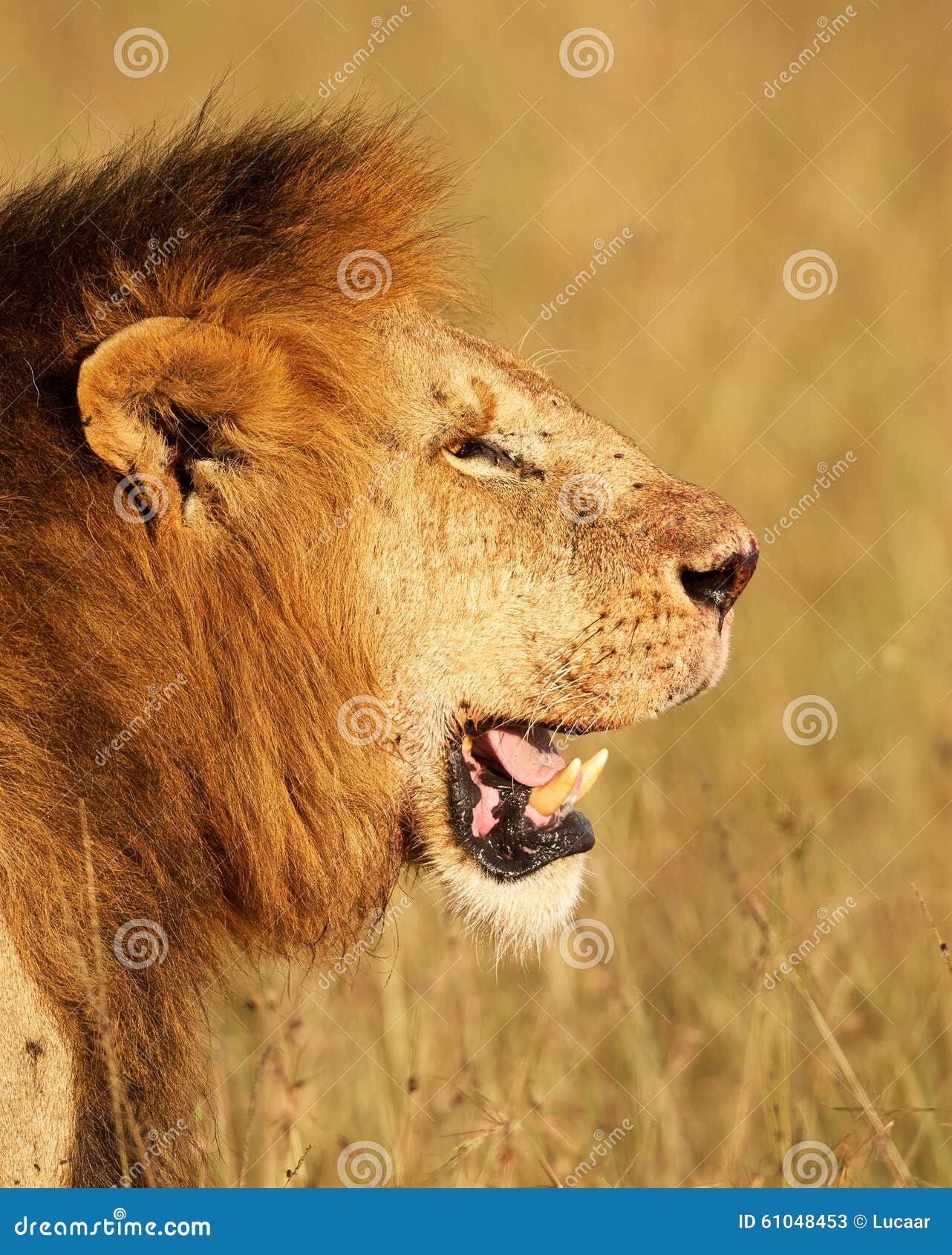 Beautiful male lion stock image. Image of portrait, kenya - 61048453