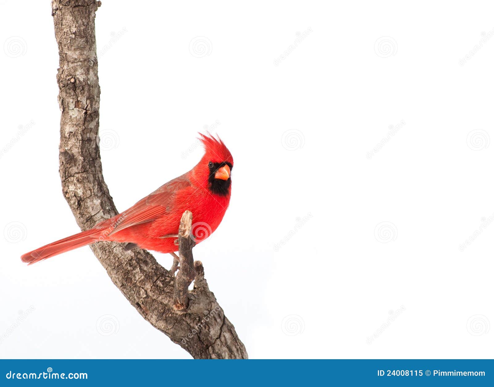 Beautiful Male Northern Cardinal Stock Image - Image of cloudy, weather ...