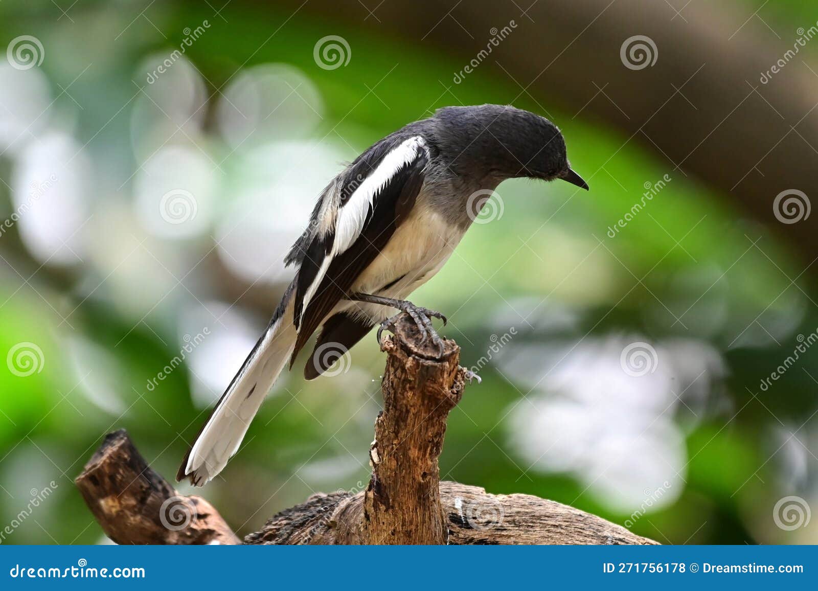 Beautiful Male Oriental Magpie-Robin Perched on a Mango Branch. Stock ...