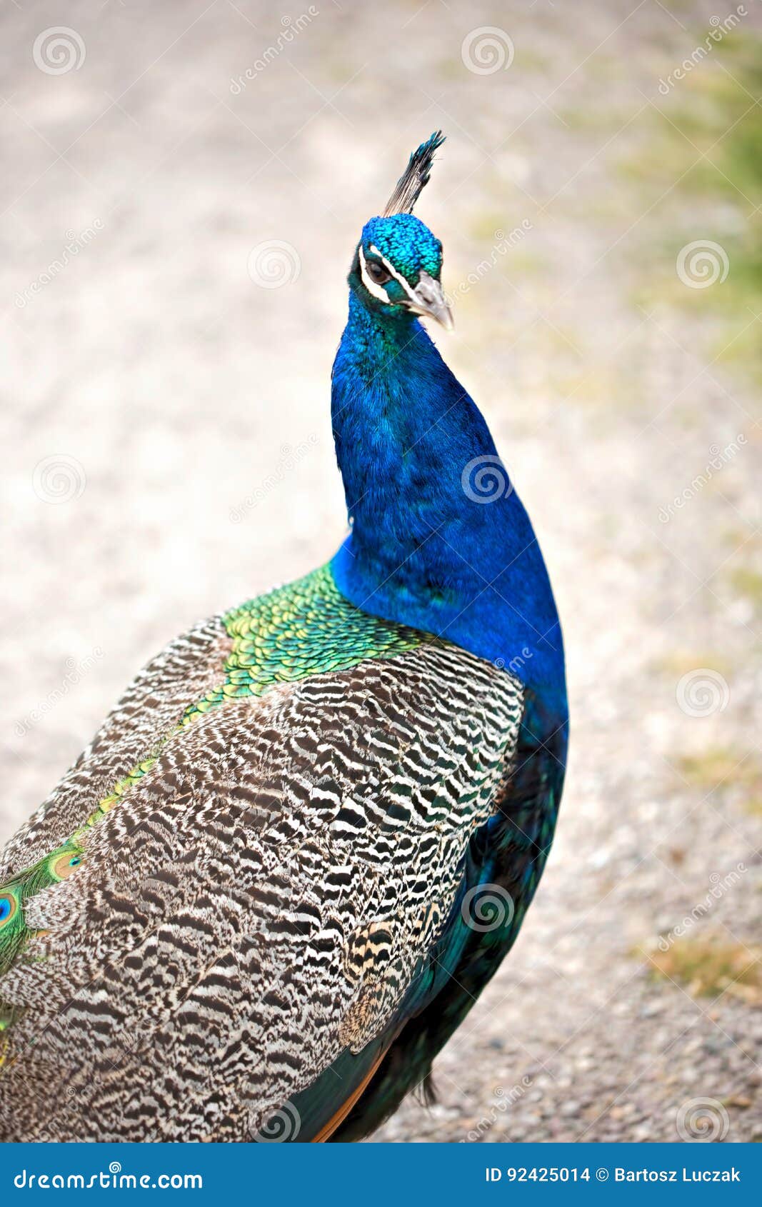 Beautiful male peacock stock photo. Image of peacock - 92425014