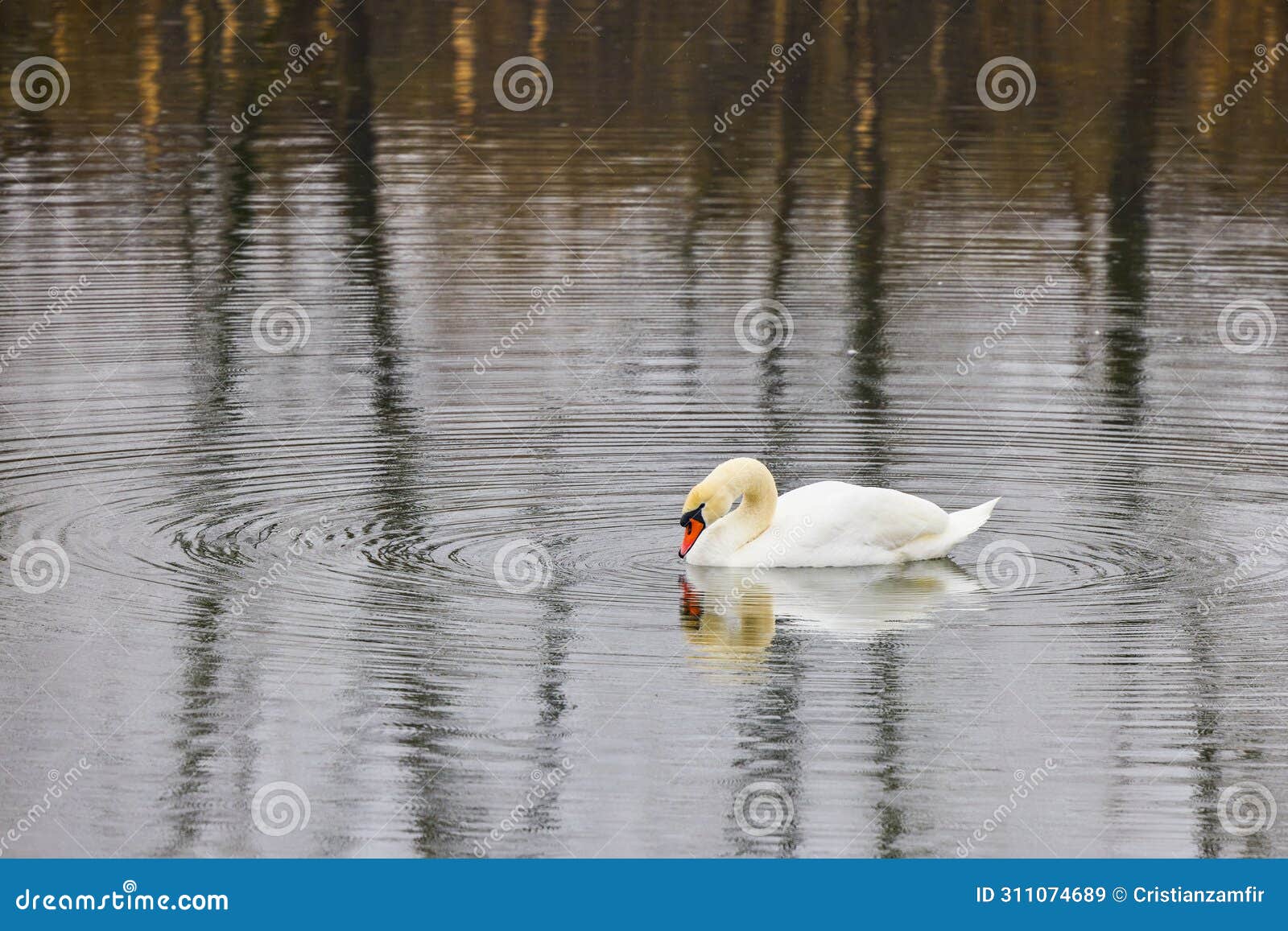 The beautiful male swan stock image. Image of silhouette - 311074689