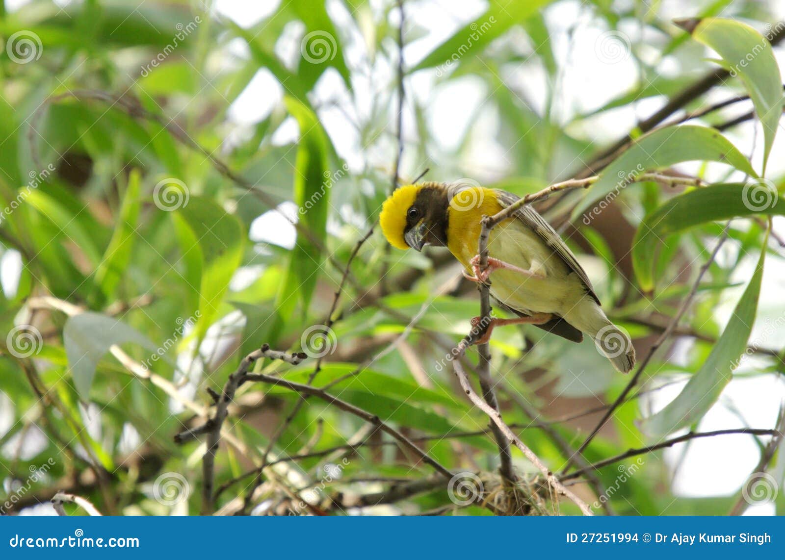 A Beautiful Male Weaver Bird on a Tree Branch Stock Photo - Image of ...