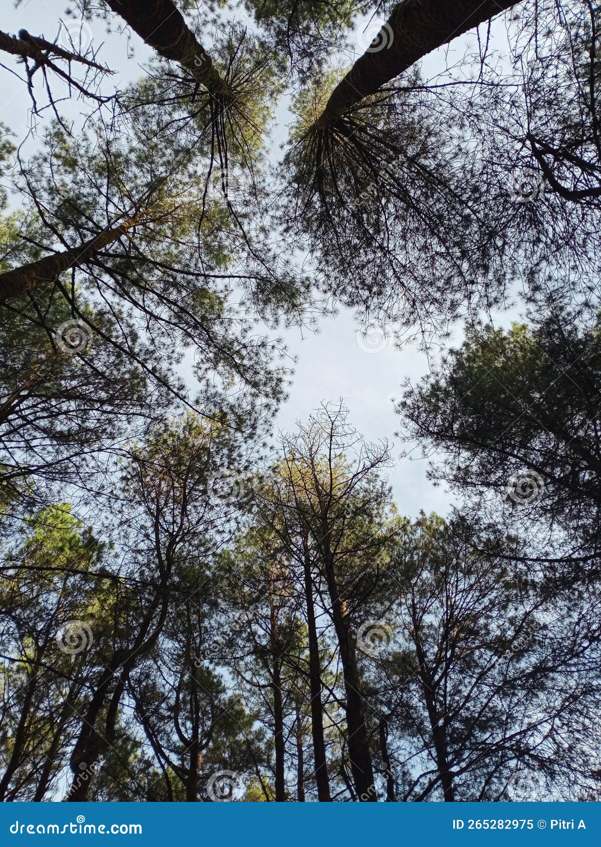 Beautiful Malino Highland in Indonesia, Makassar Stock Image - Image of ...