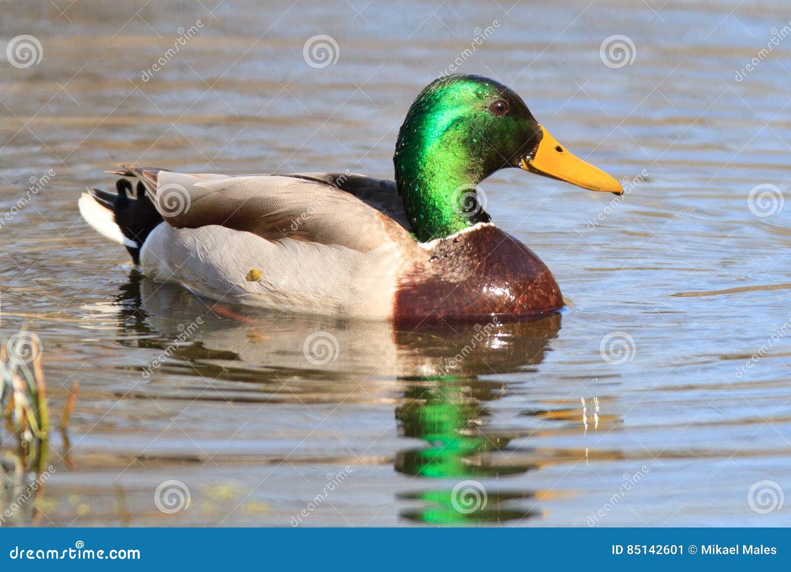 Beautiful Mallard in Full Colors Stock Image - Image of wildlife, wings ...