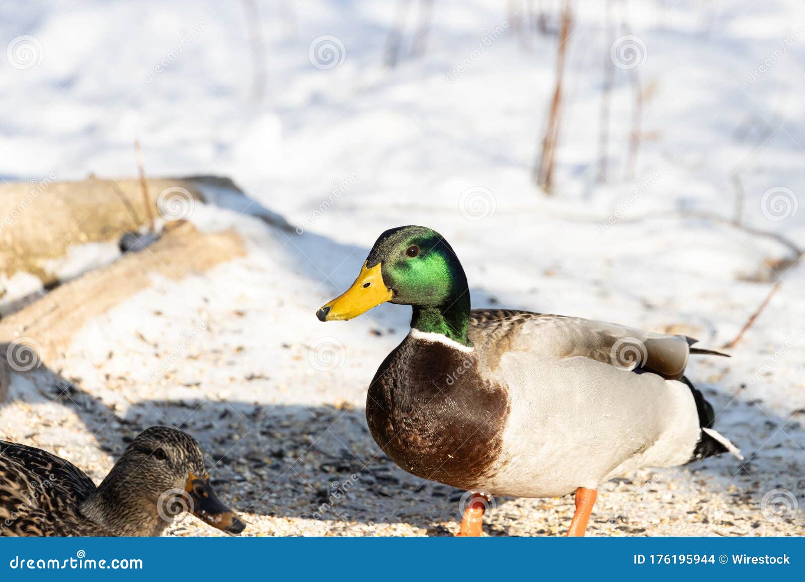 Beautiful Mallard Standing on a Snowy Surface with a Blurred Background ...