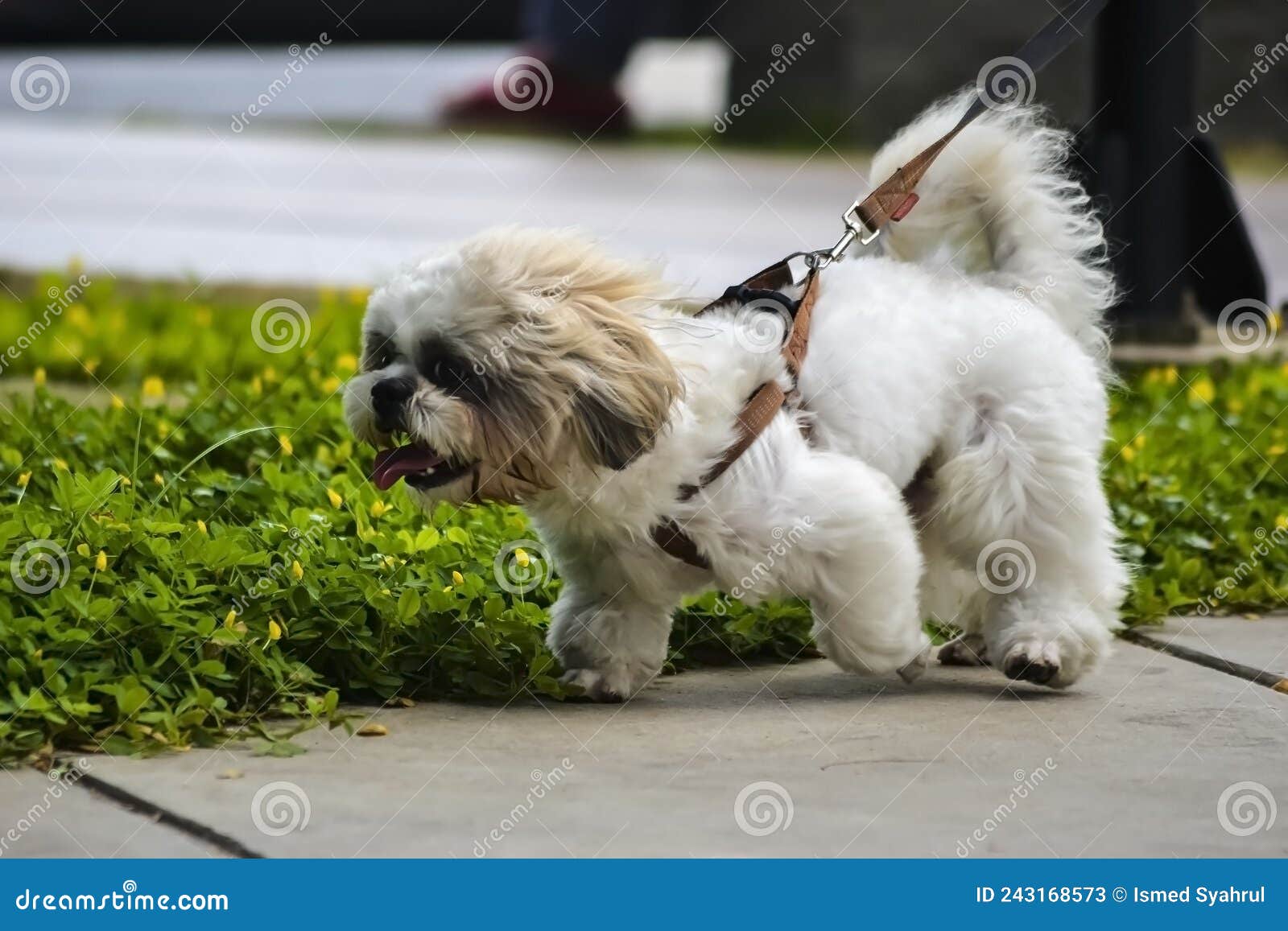 Beautiful Maltese Dog Walking and Playing in the Park Stock Image ...