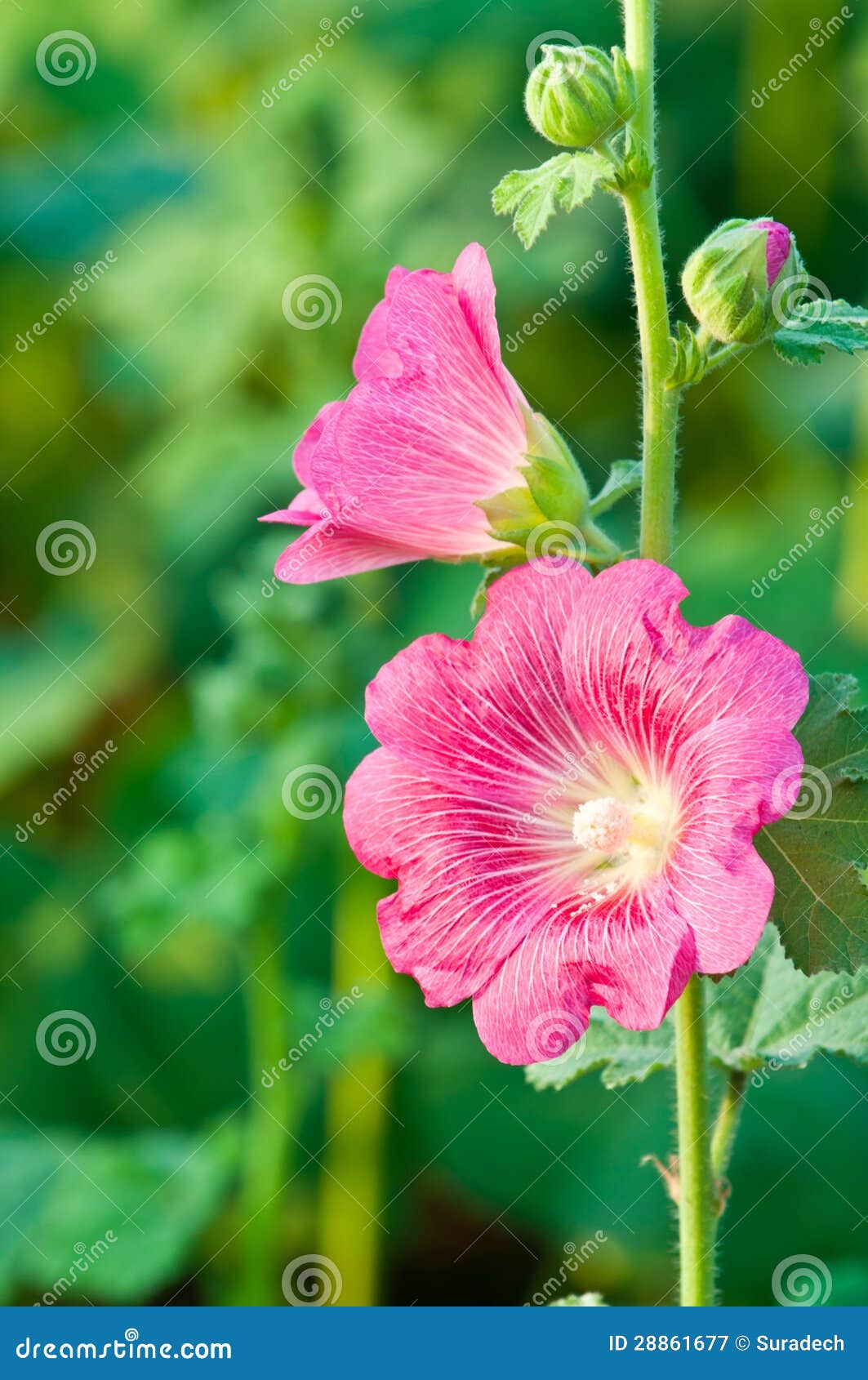 Beautiful malva flower stock image. Image of anthers - 28861677