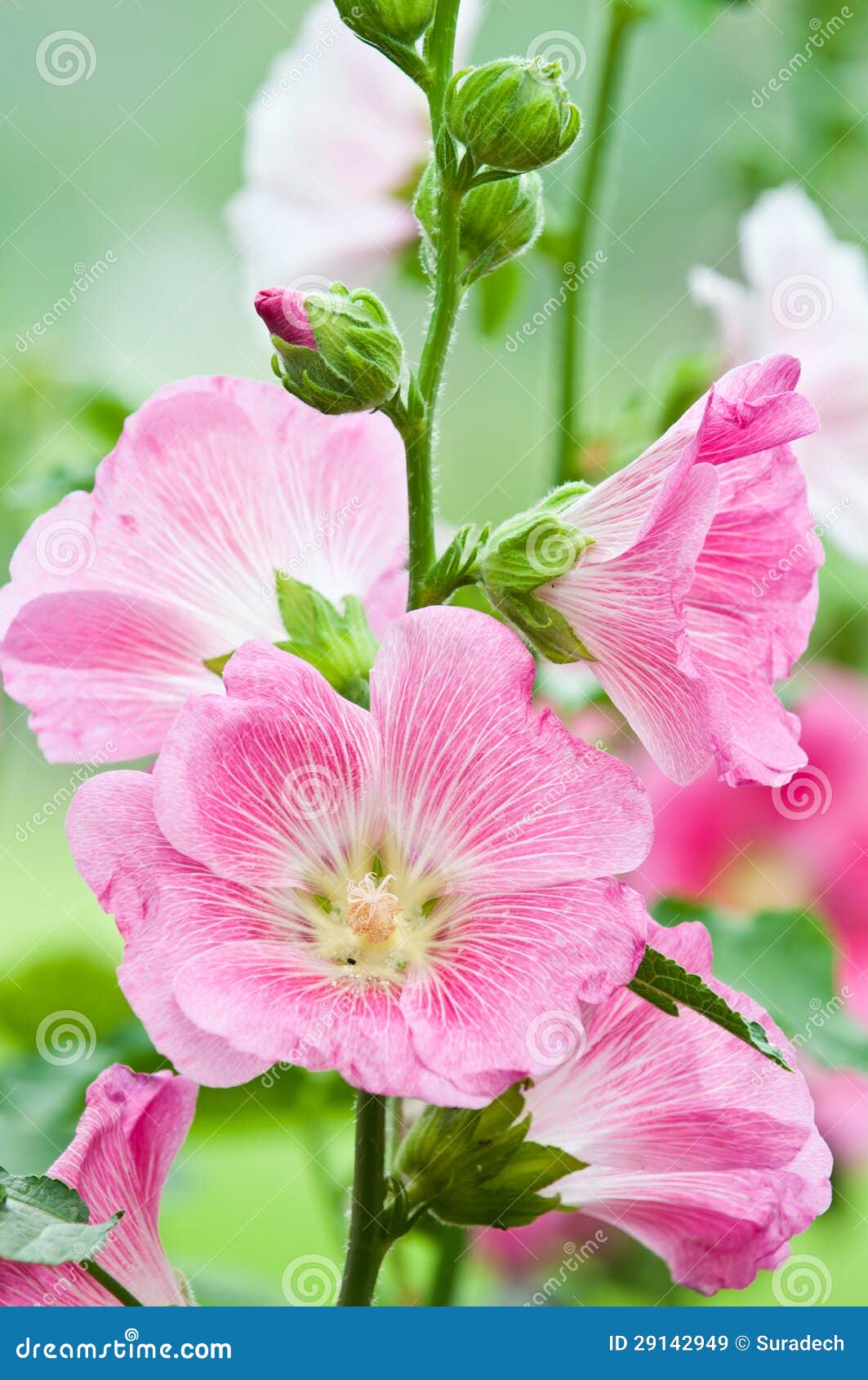 Beautiful malva flower stock image. Image of stalk, blossom - 29142949