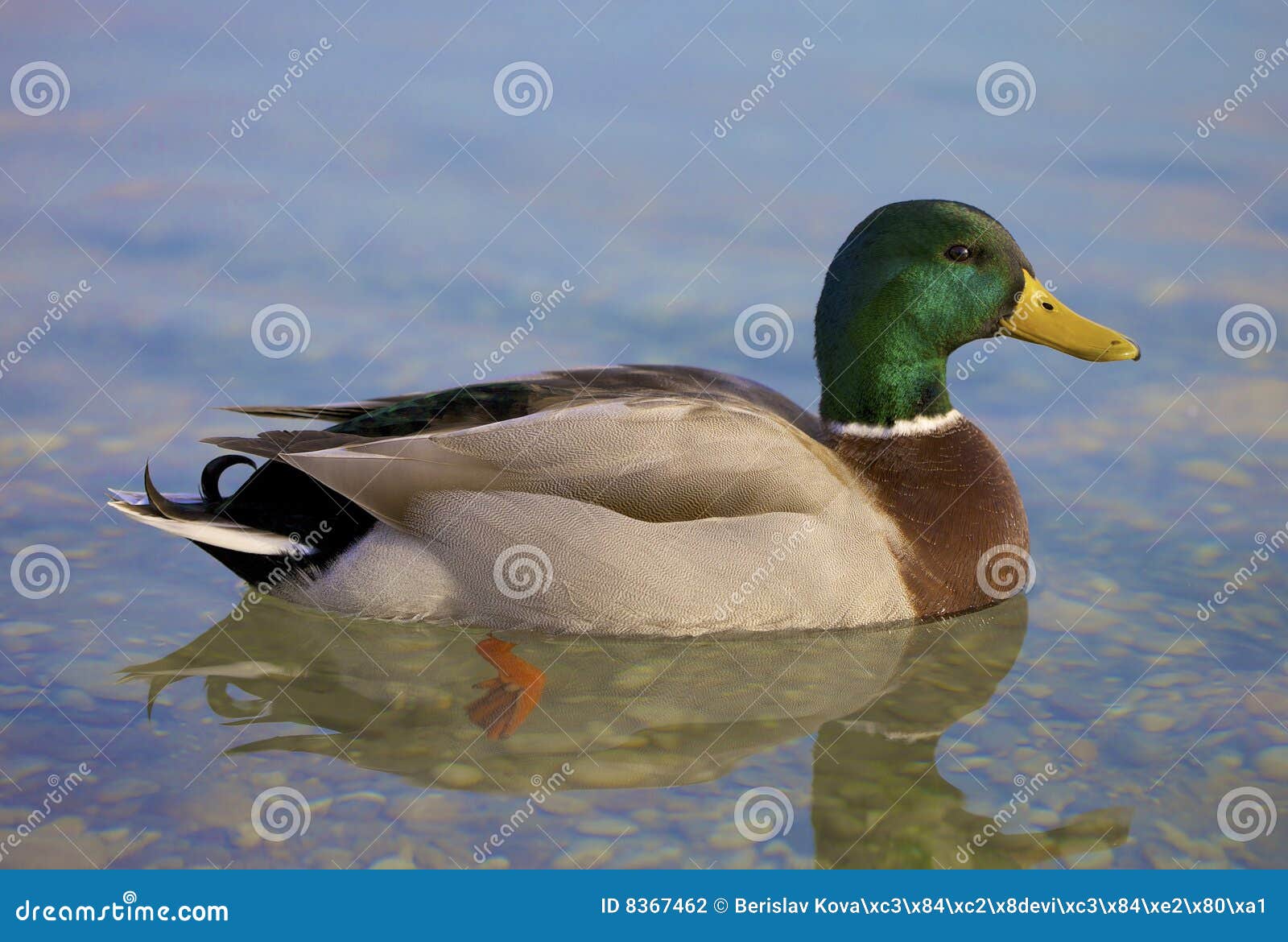Beautiful Man Duck stock photo. Image of isolated, bird - 8367462