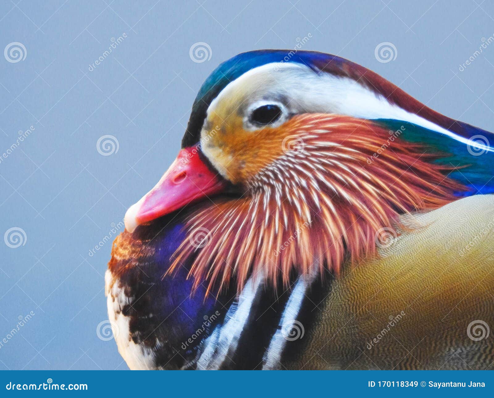 Beautiful Mandarin duck stock image. Image of mandarinduckportrait ...