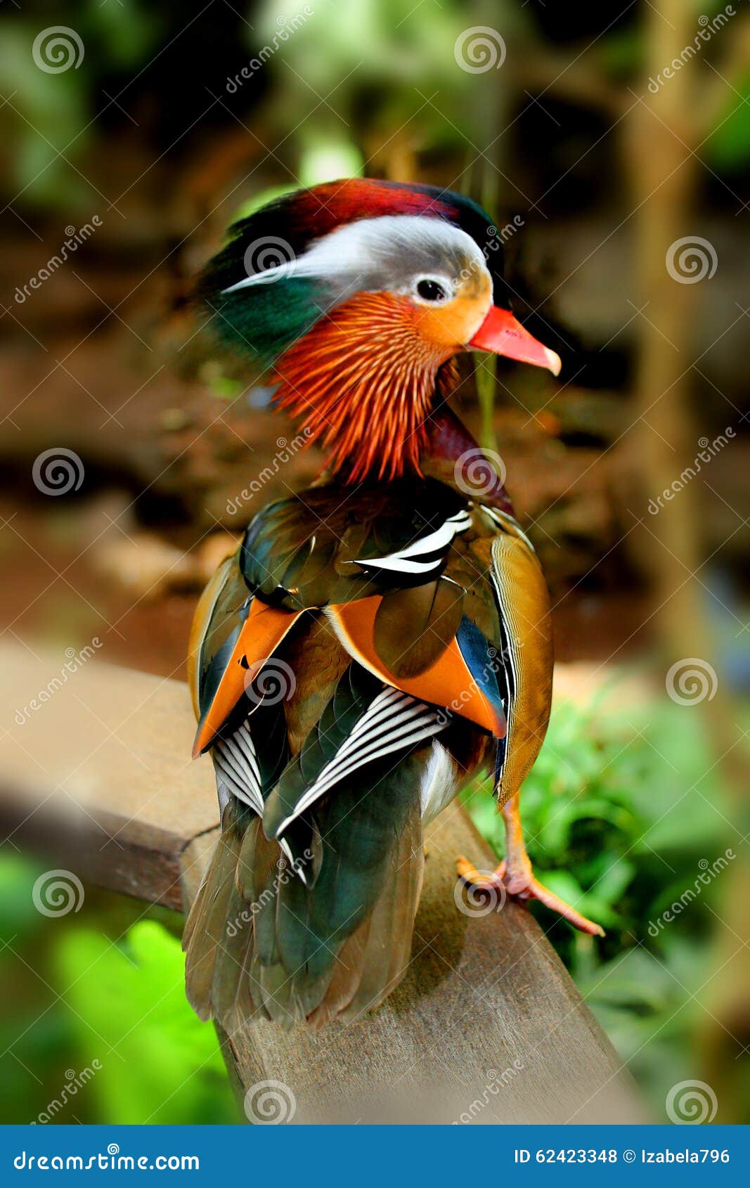 Beautiful Mandarin duck. stock photo. Image of duck, fauna - 62423348