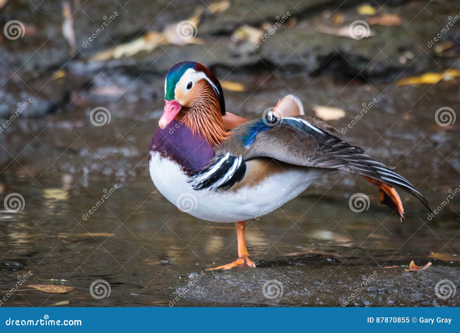 The Beautiful Mandarin Duck Stock Image - Image of duck, beautiful ...