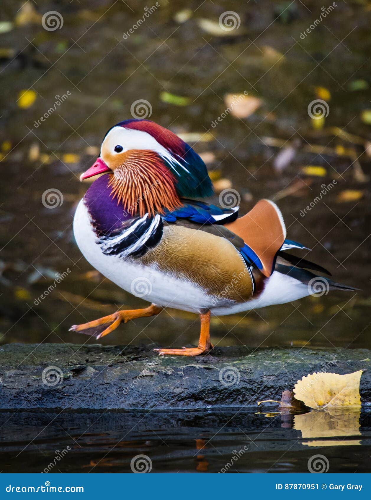 The Beautiful Mandarin Duck Stock Image - Image of orange, gary: 87870951