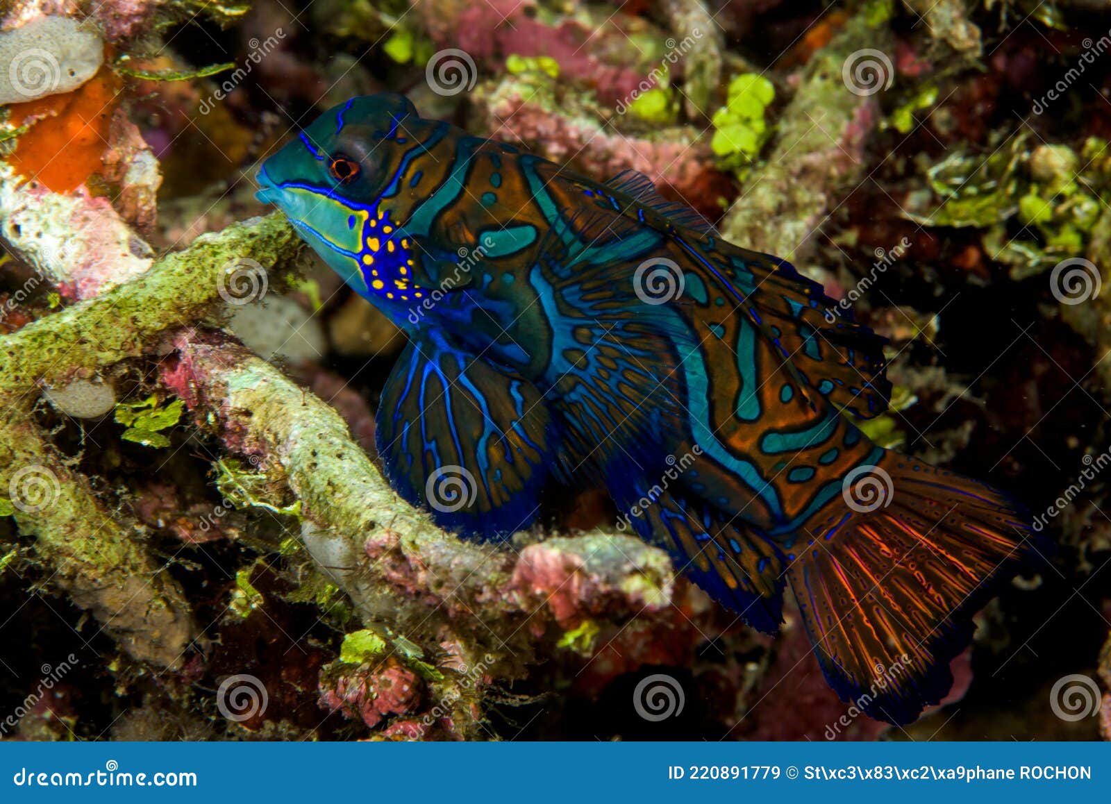 Beautiful Mandarinfish Fish Stock Image - Image of asia, indonesia ...