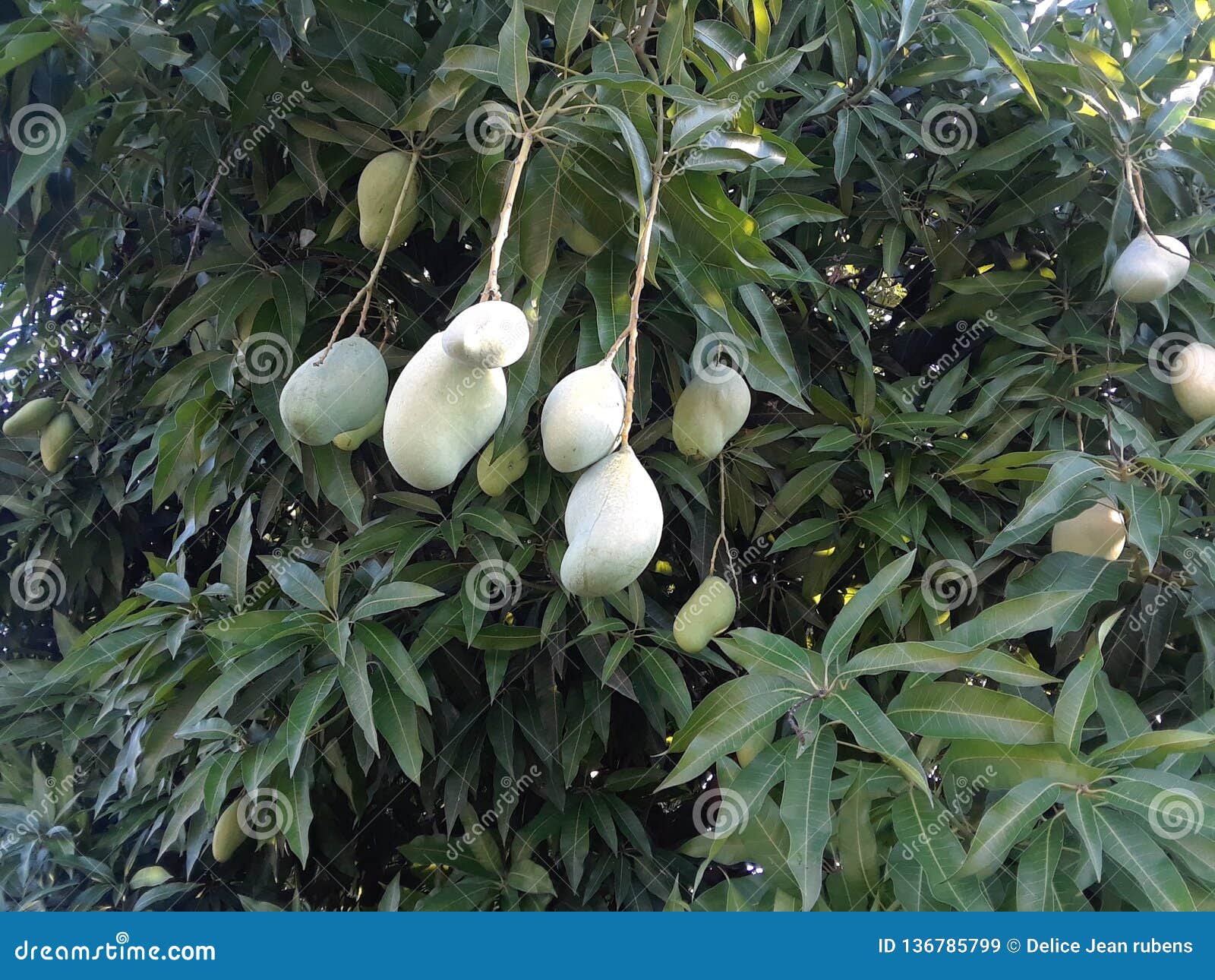 Beautiful mango stock image. Image of haiti, mango, wanna - 136785799