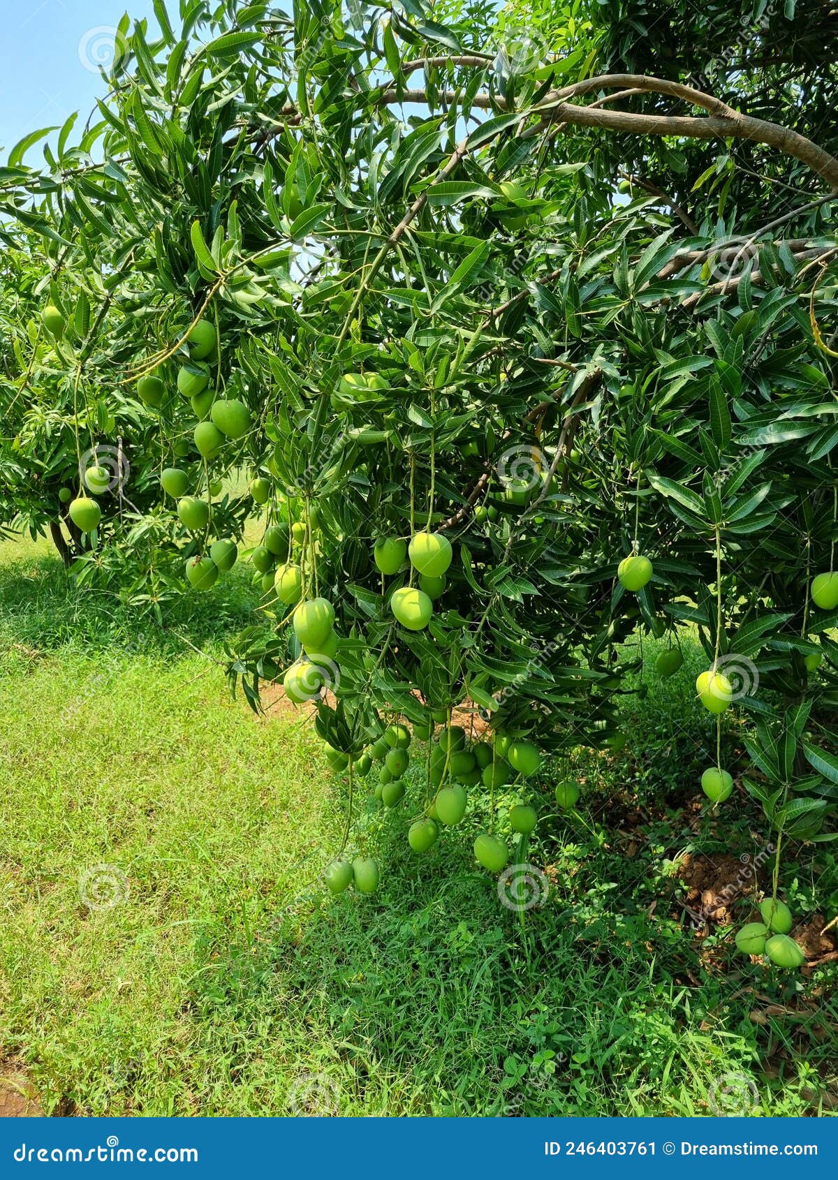 Beautiful Mango Garden with Mangoes Stock Image - Image of mangotree ...