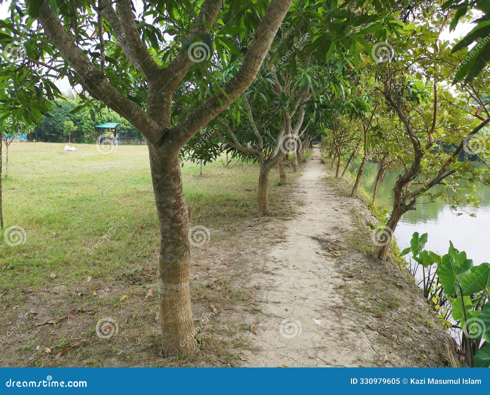 Mango Garden And Mango Green Leaves,mango Tree And Mango Garden,mango ...