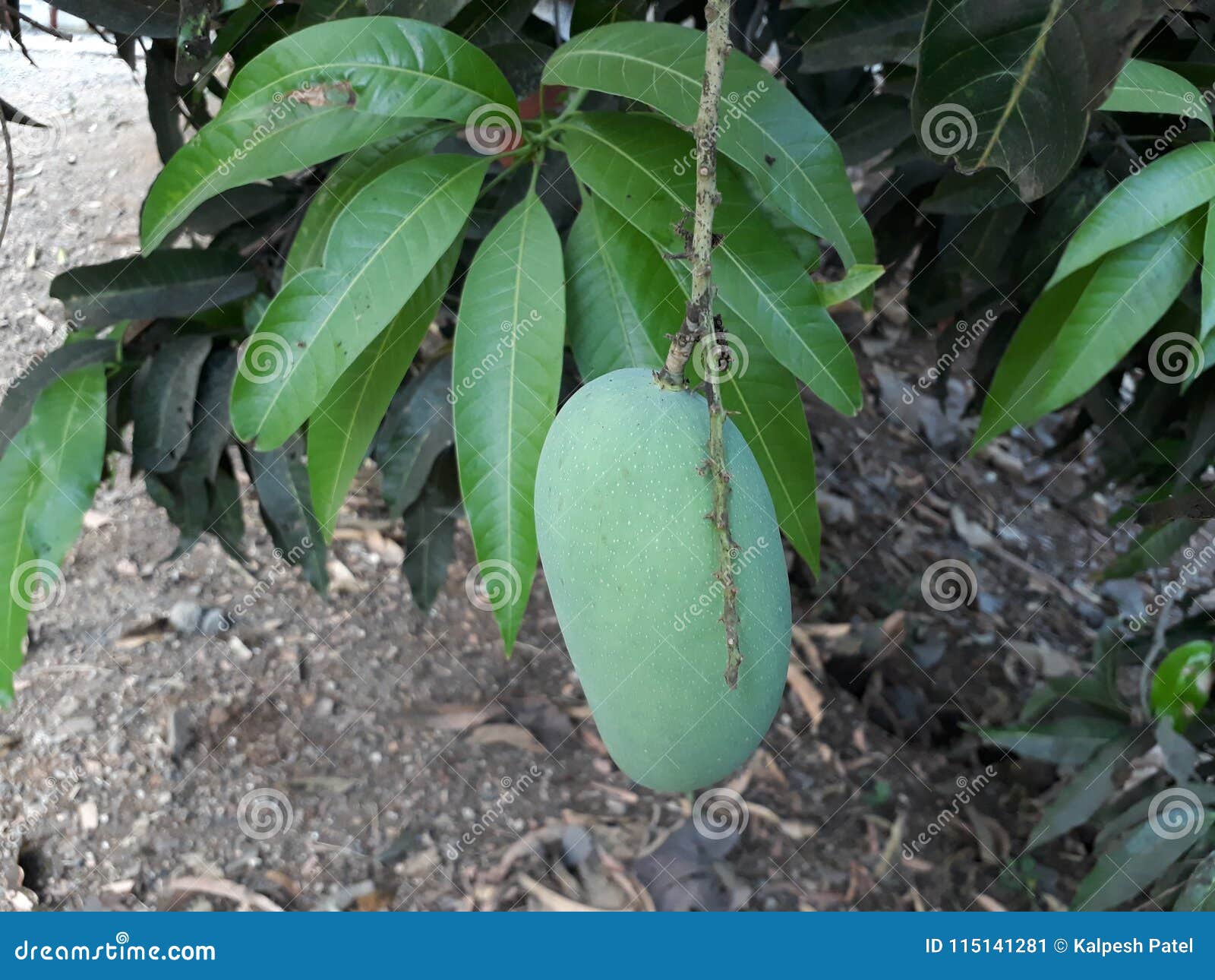 Beautiful Mango, with Green Leaves Stock Image - Image of nice ...