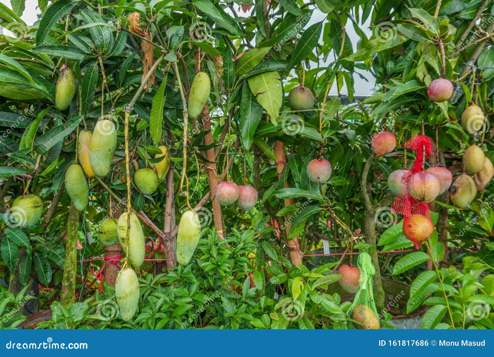 Beautiful Mango Flowers Royalty-Free Stock Photography | CartoonDealer ... Beautiful Mango Flowers Royalty-Free Stock Photography | CartoonDealer ...