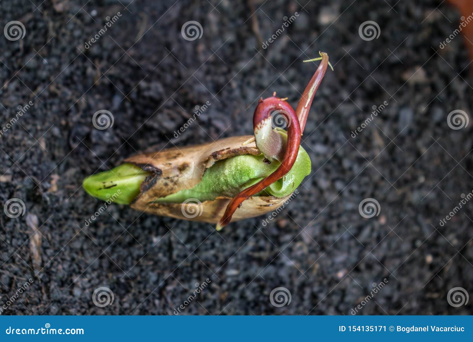 A Beautiful Mango Seed at the Stage Where it Can Be Planted. Mango Seed ...
