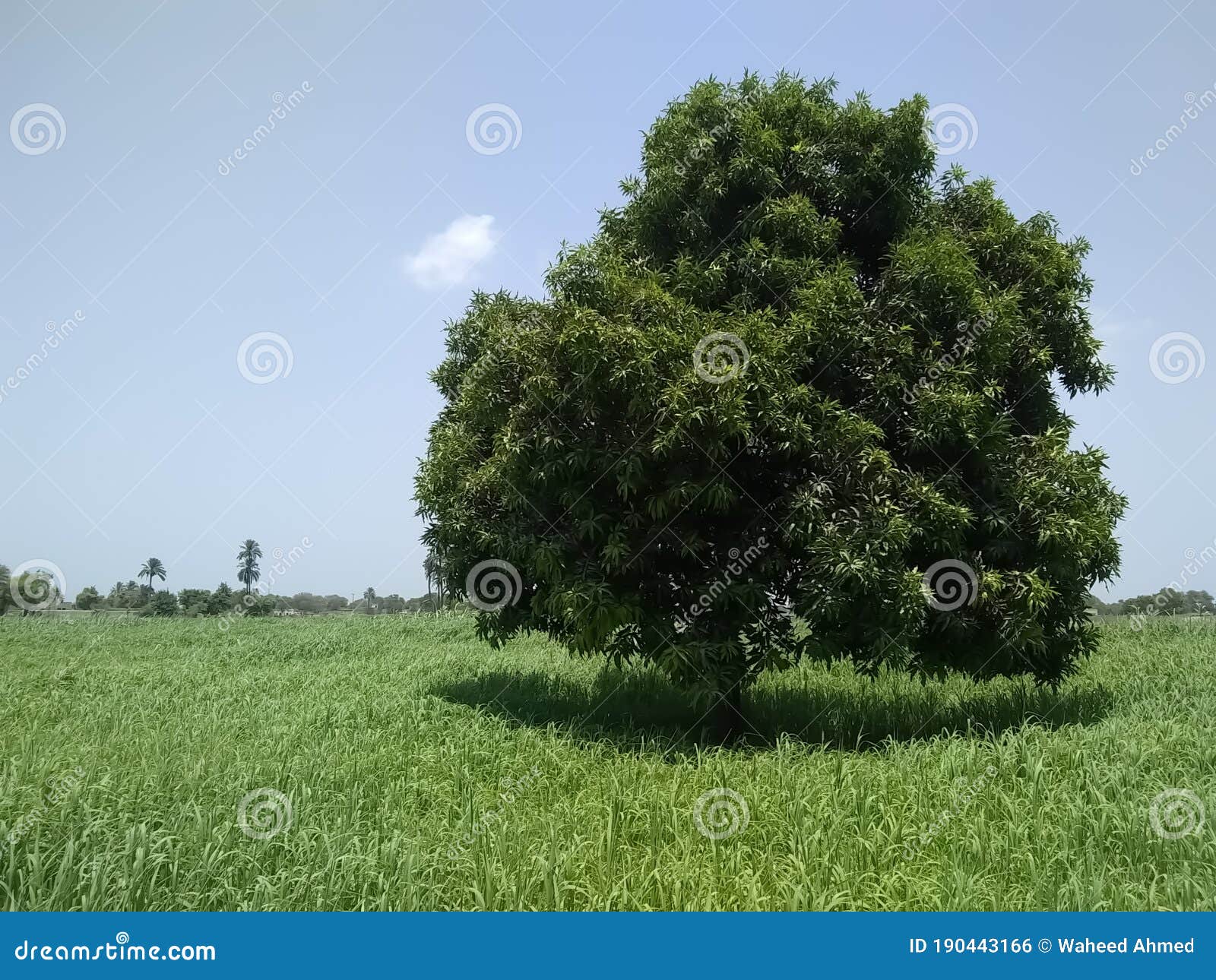 Beautiful Mango Tree with Green Cross and Sky Stock Photo - Image of ...