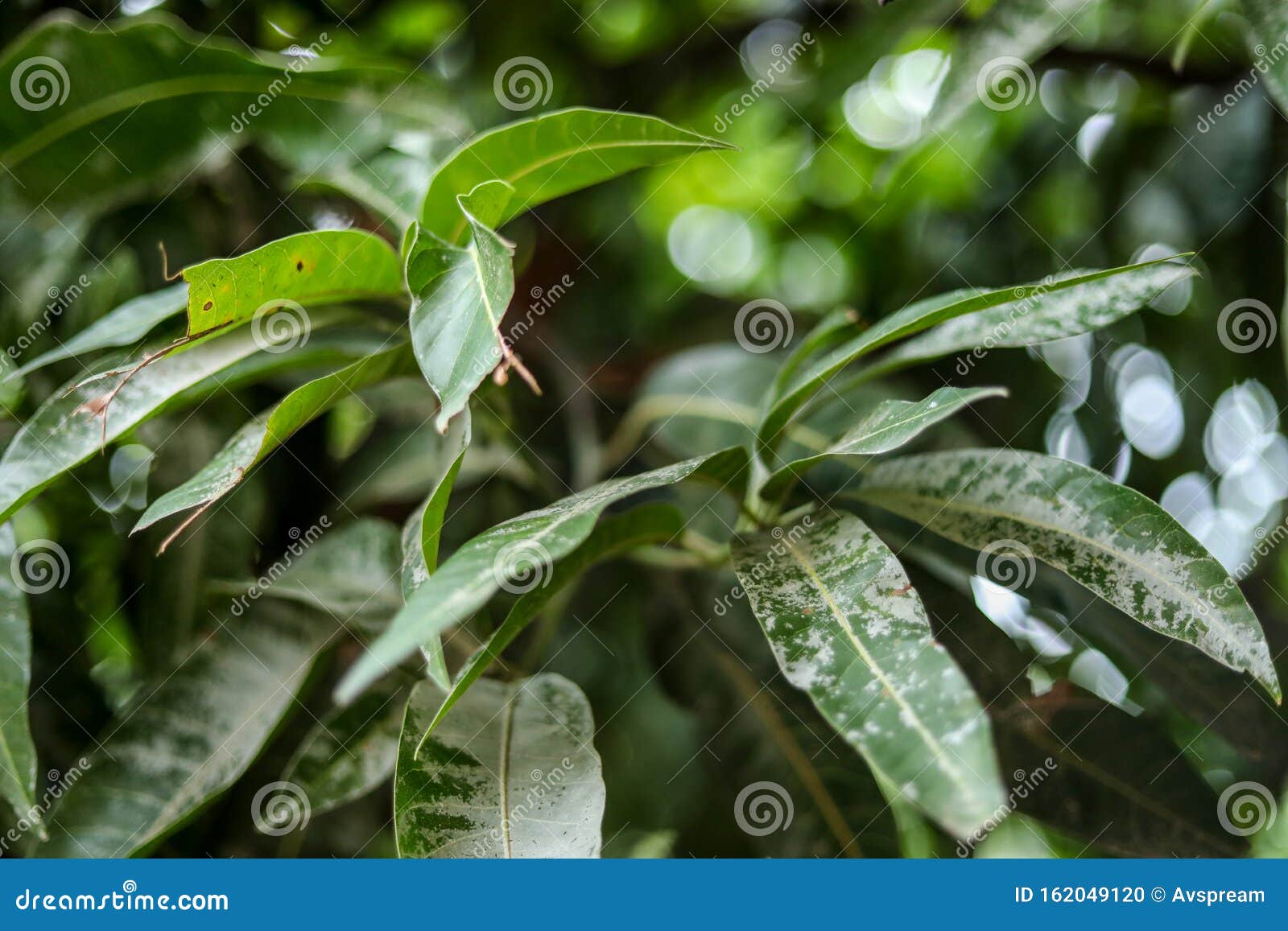Beautiful Mango Tree Leaf Landscape with Bokeh Effect Background and ...