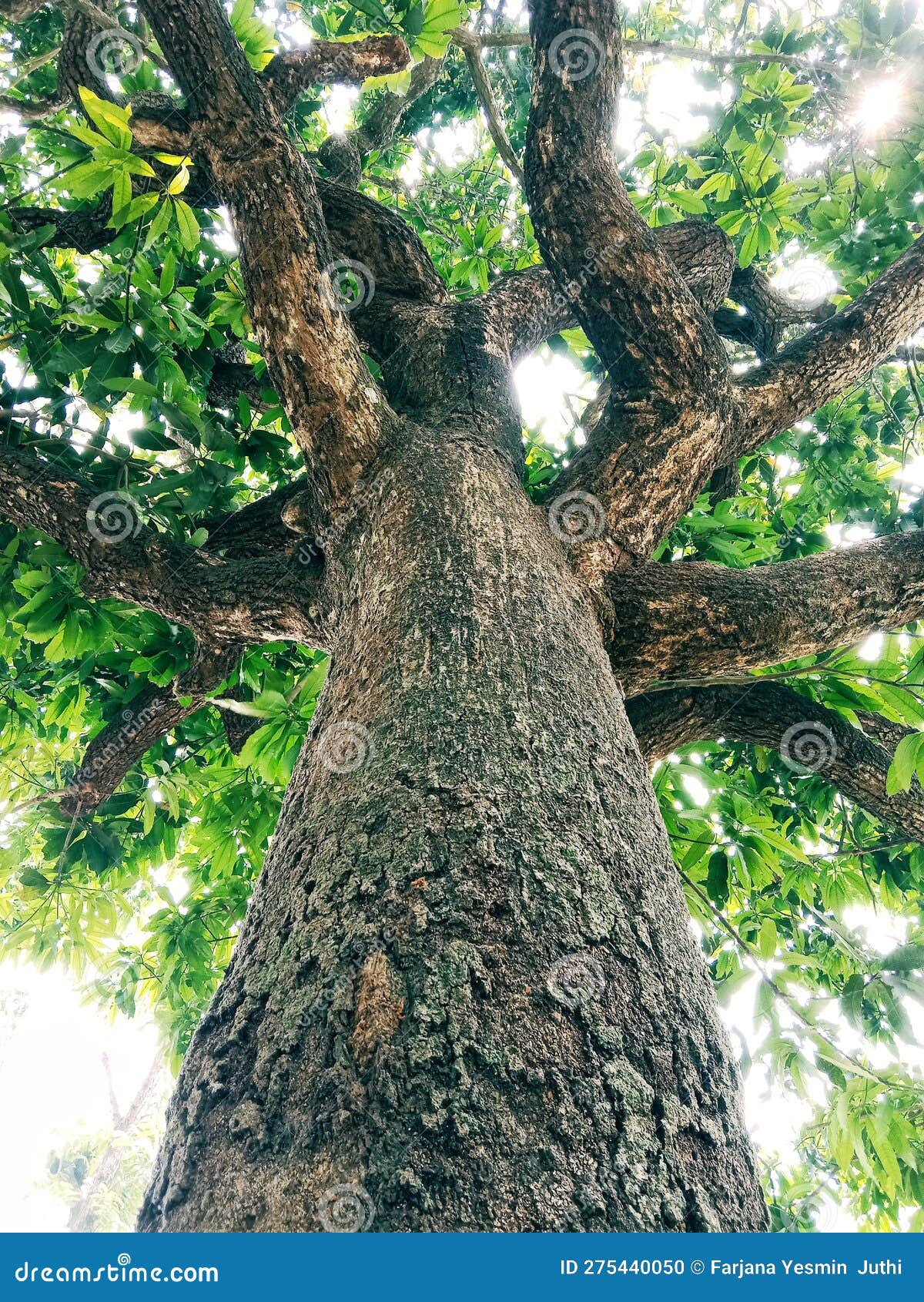 A beautiful Mango tree. stock photo. Image of plant - 275440050