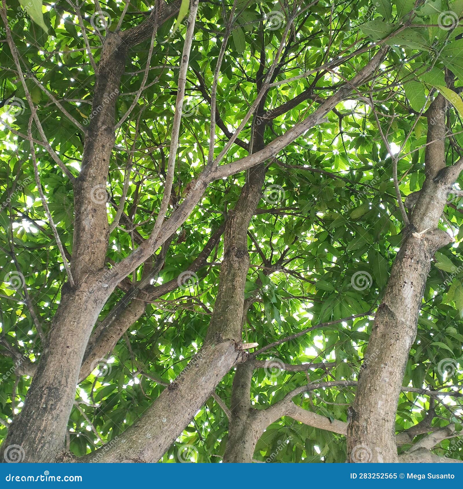 Beautiful Mango Tree Shape from Below Stock Image - Image of mango ...
