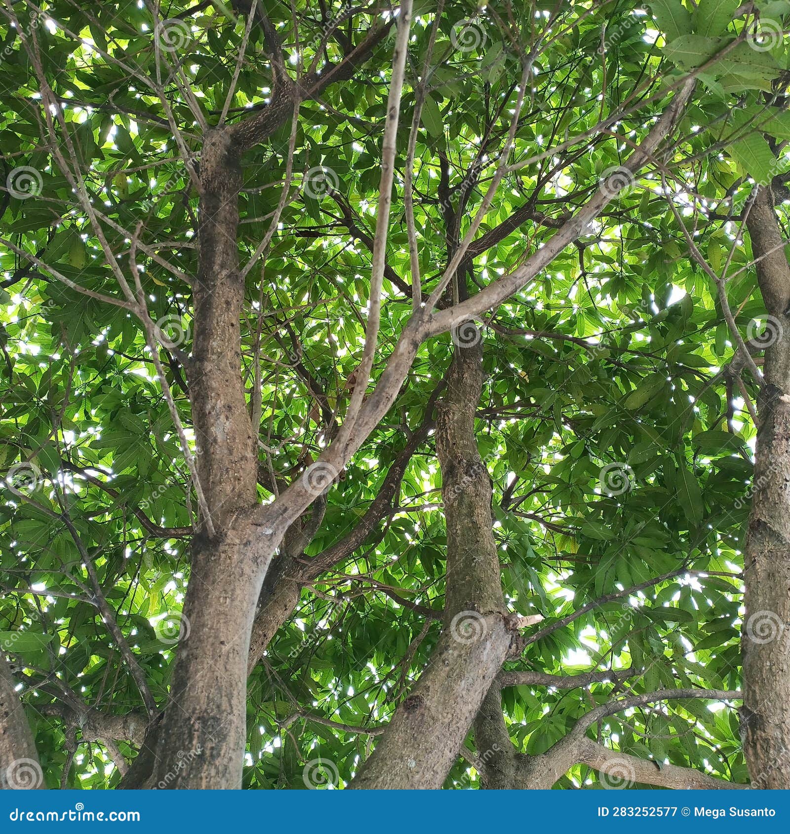 Beautiful Mango Tree Shape from Below Stock Image - Image of tree ...