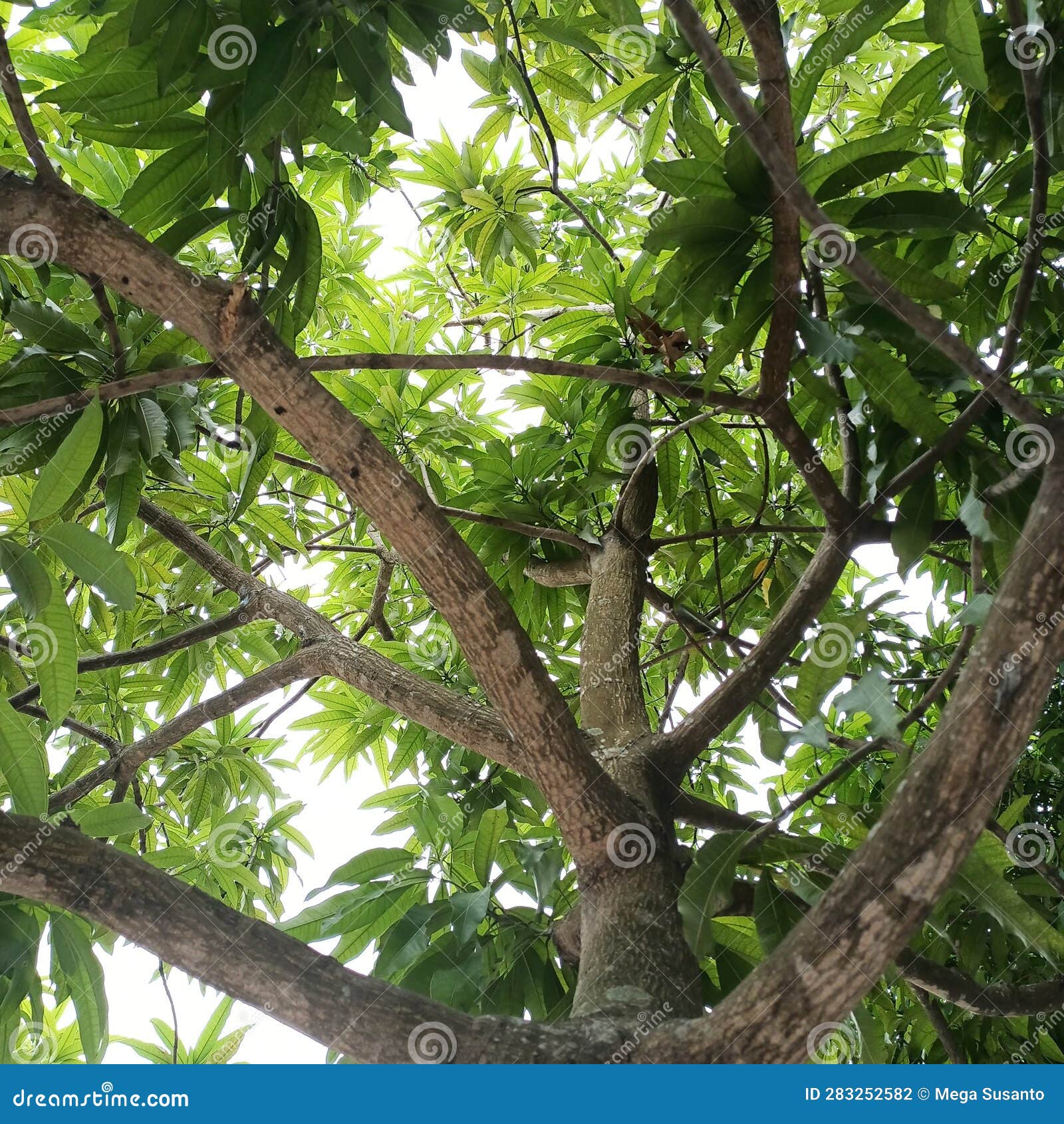 Beautiful Mango Tree Shape from Below Stock Photo - Image of shape ...