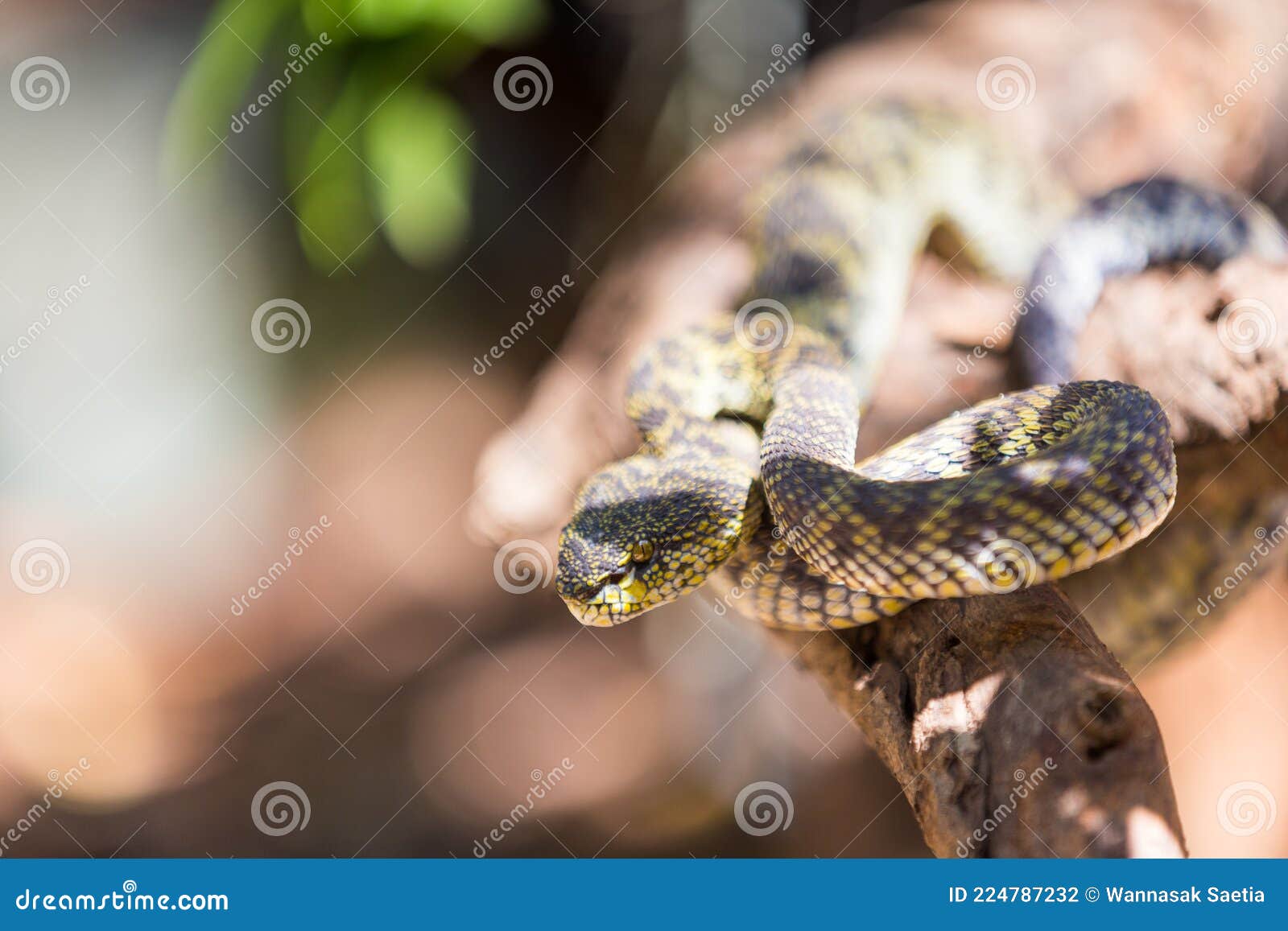 Beautiful Mangrove Pit-viper Stock Photo - Image of forest, captivity ...