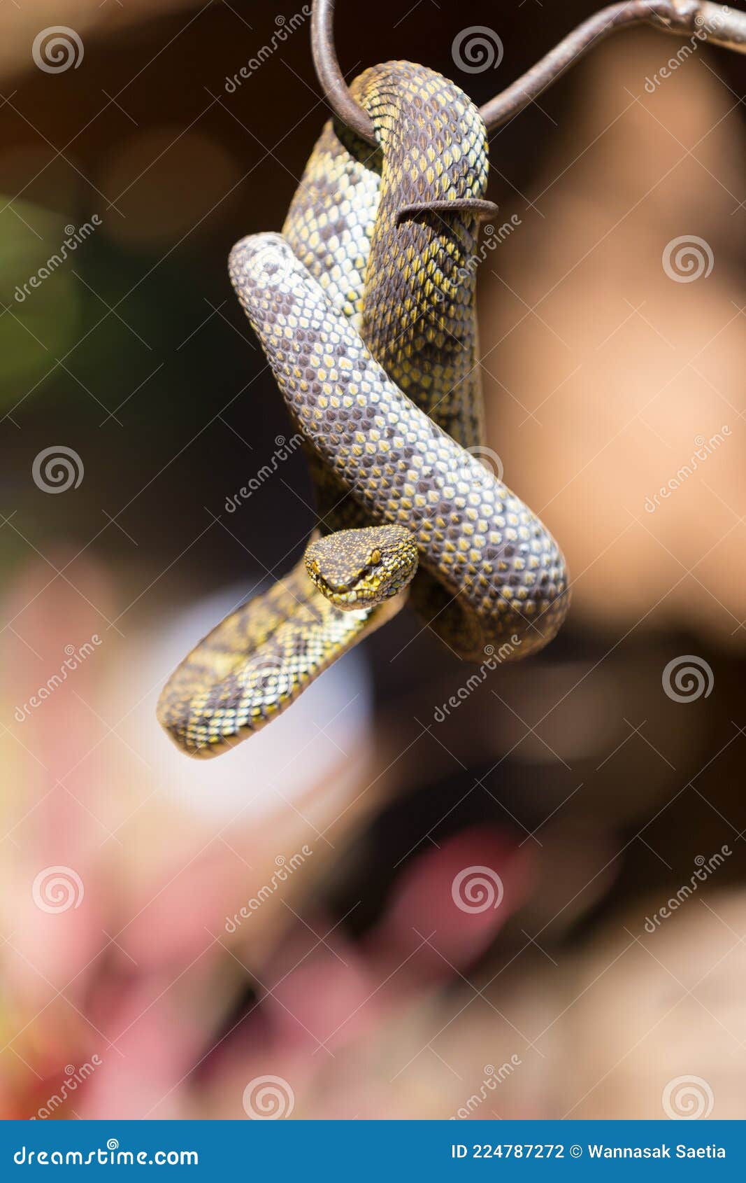 Beautiful Mangrove Pit-viper Stock Photo - Image of alone, captivity ...