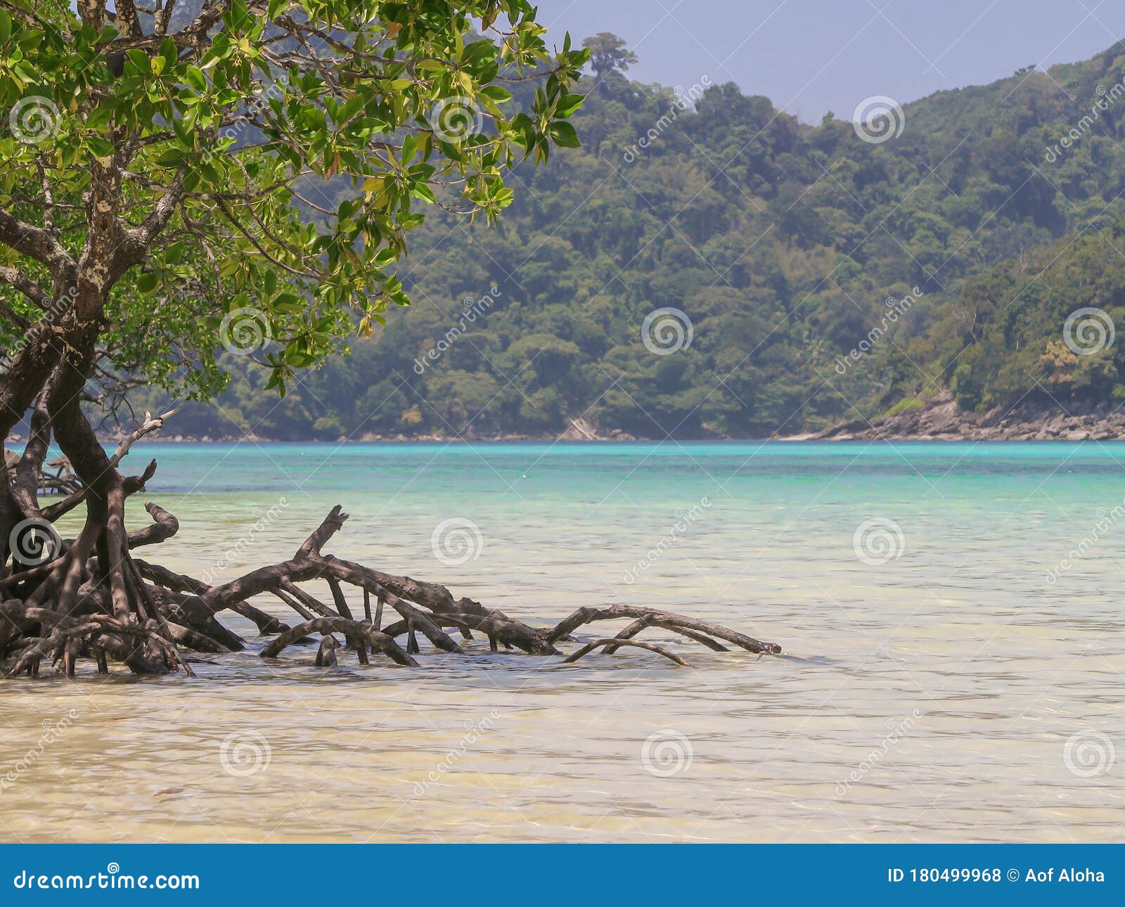 Beautiful Mangrove Tree on the Beach. Stock Photo - Image of landscape ...
