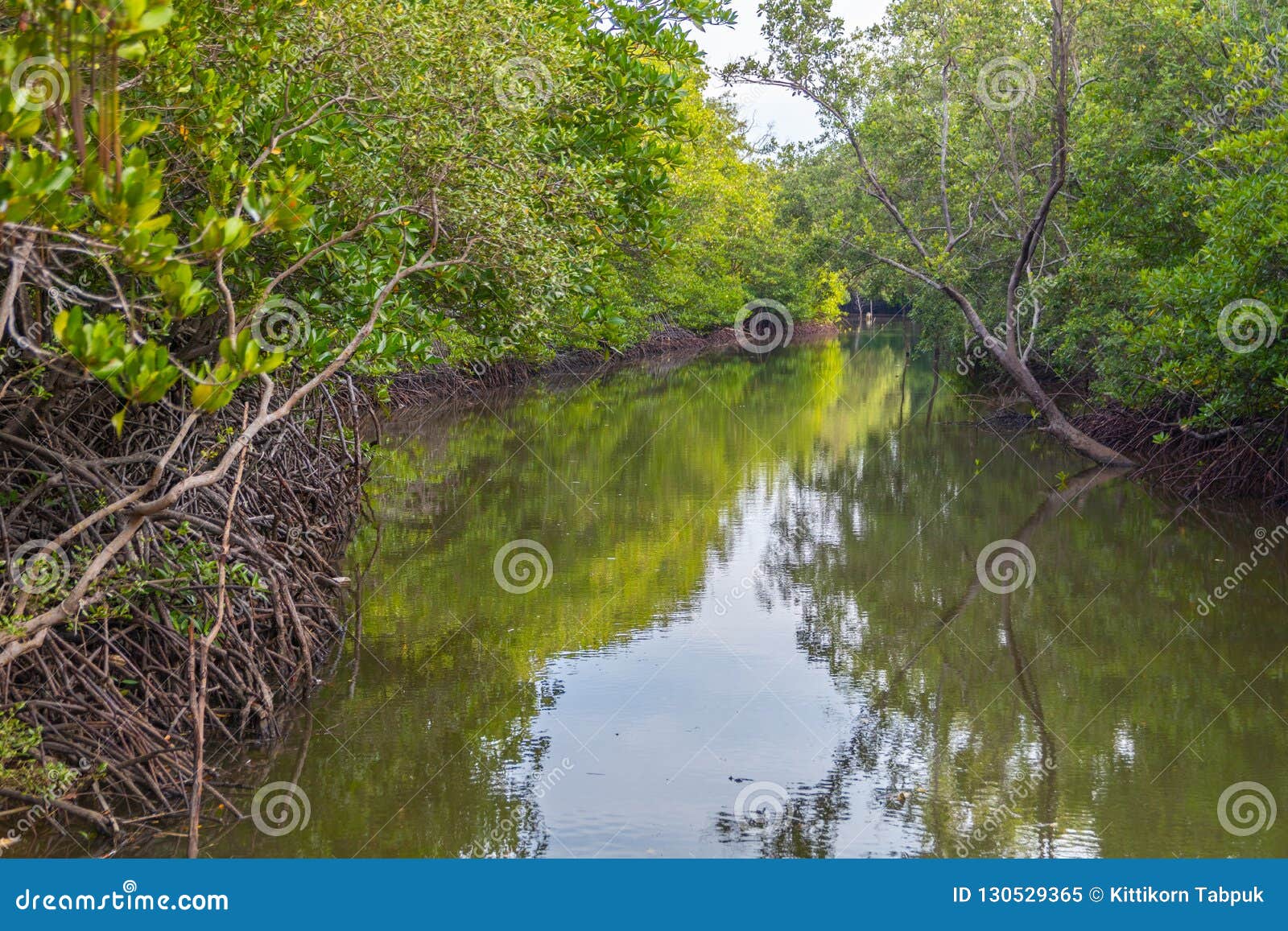 Beautiful Mangrove Trees on the River Stock Image - Image of roots ...