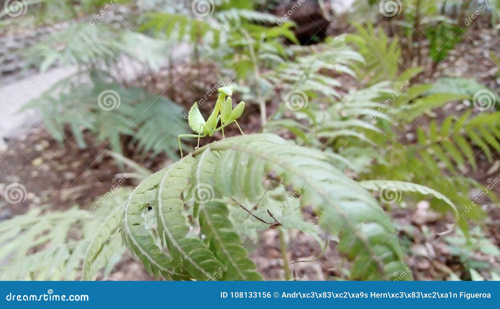 Beautiful mantis stock photo. Image of beautiful, plant - 108133156