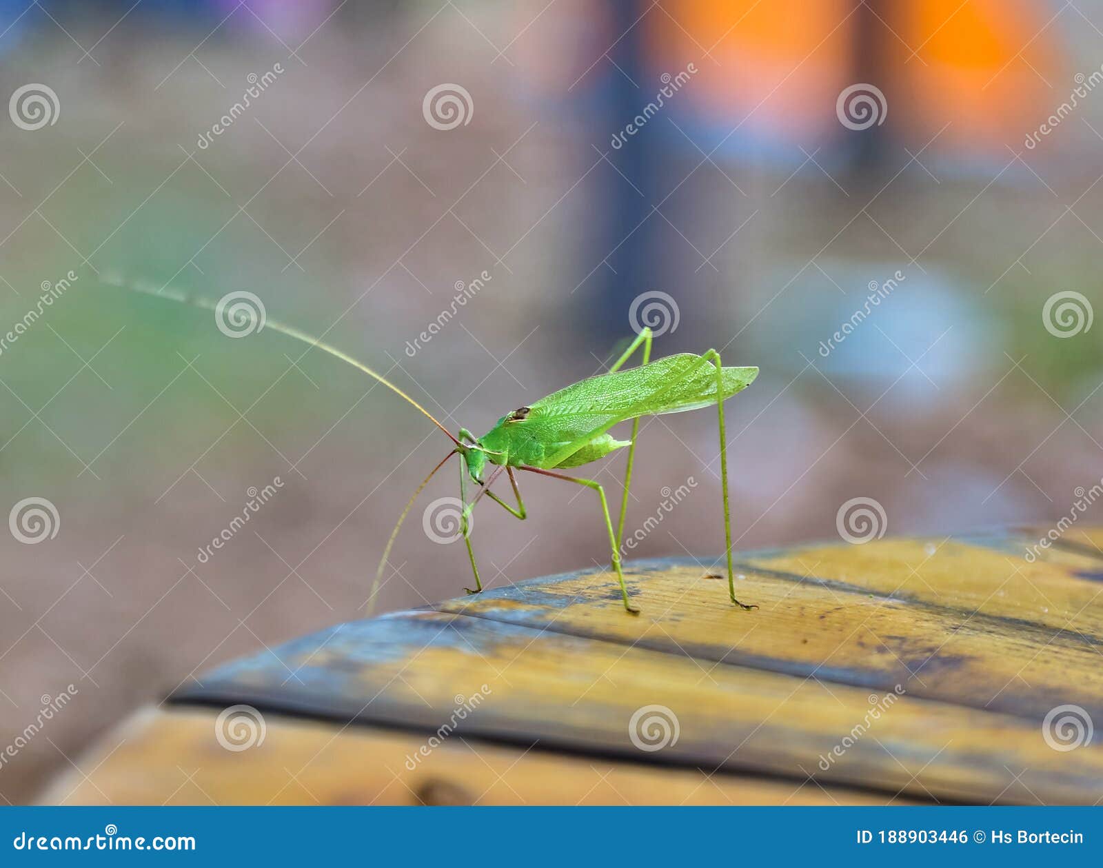 A Beautiful Mantis Beetle at the Camp Table. Stock Photo - Image of ...