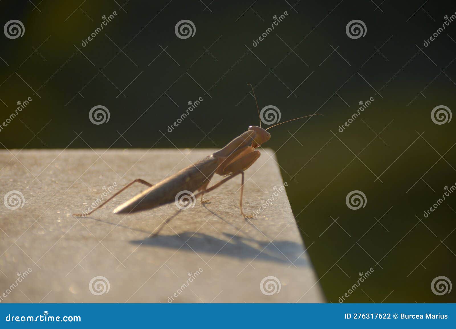 The Beautiful Mantis Religiosa in the Sunlight 231 Stock Photo - Image ...