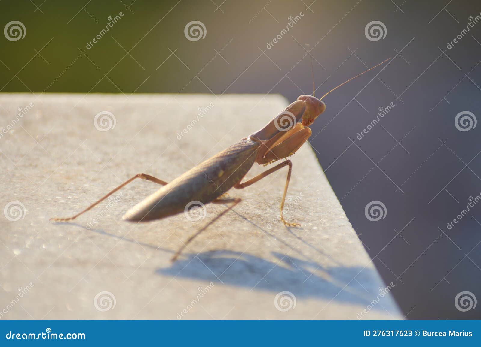 The Beautiful Mantis Religiosa in the Sunlight 1 Stock Image - Image of ...