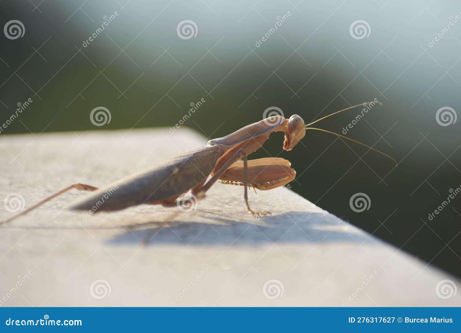 The Beautiful Mantis Religiosa in the Sunlight 3 Stock Image - Image of ...