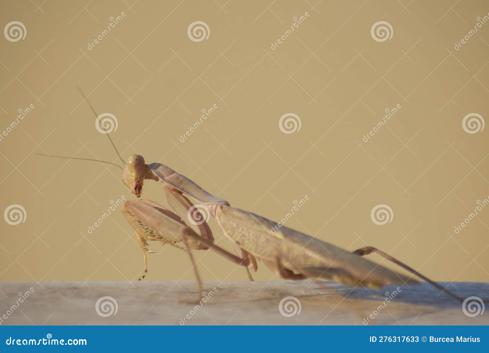 The Beautiful Mantis Religiosa in the Sunlight 5 Stock Image - Image of ...